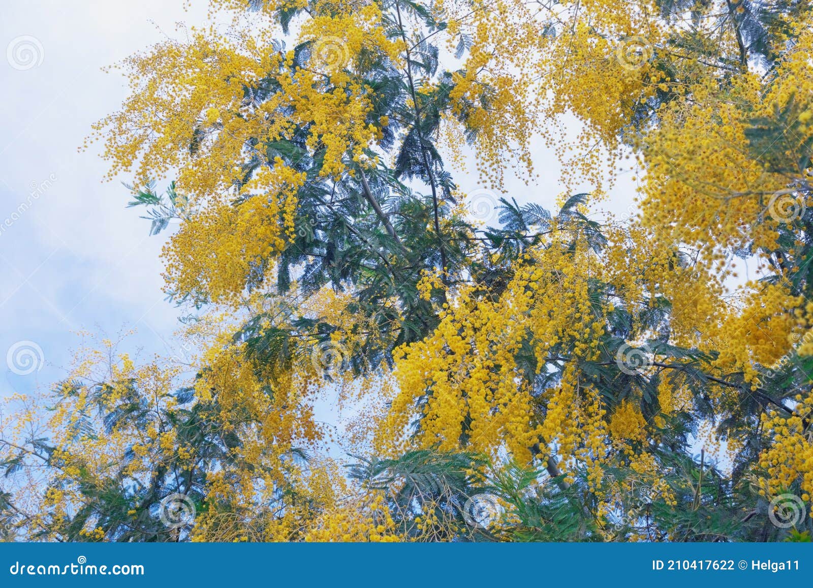 Spring Flowers. Branches of Acacia Dealbata Tree in Bloom Stock Photo ...