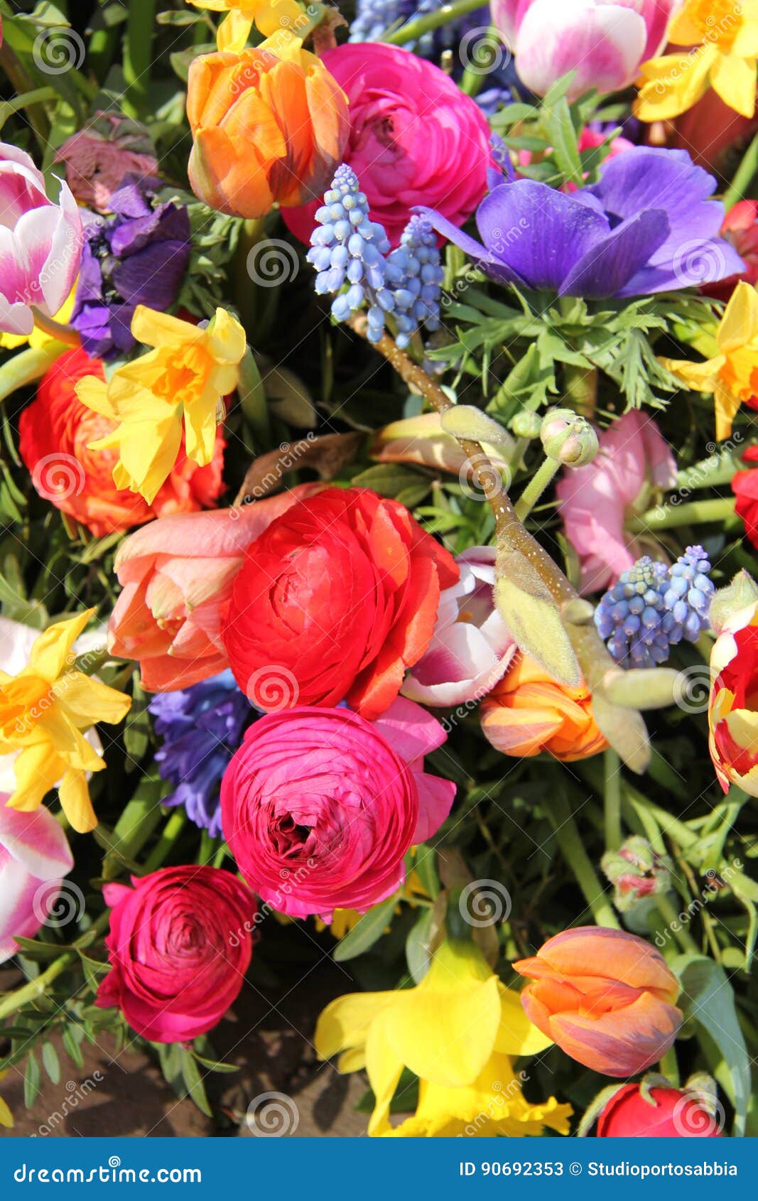 Spring Flowers in Bright Colors Stock Image - Image of common, concept ...