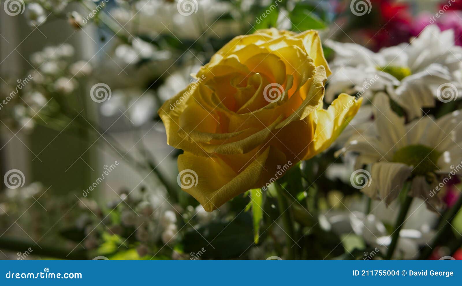 Spring Flowers in Bright Sunlight with Shadows Stock Photo - Image of ...