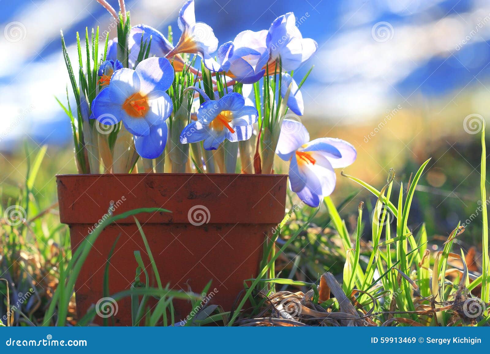 Spring flowers stock image. Image of macro, blooming - 59913469