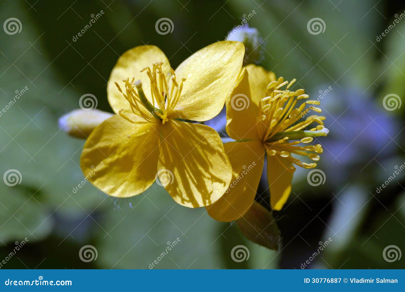 Spring Flowers stock image. Image of celandine, medicinal - 30776887