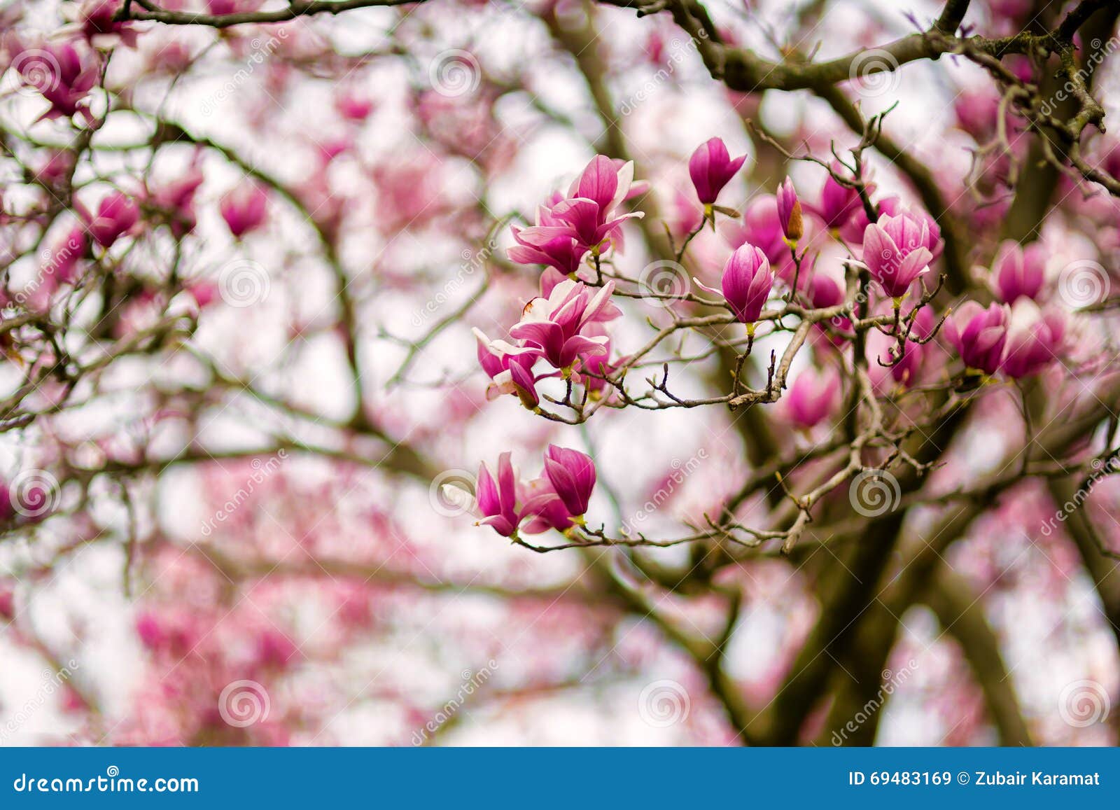 Spring Flowers stock image. Image of blooming, colors - 69483169