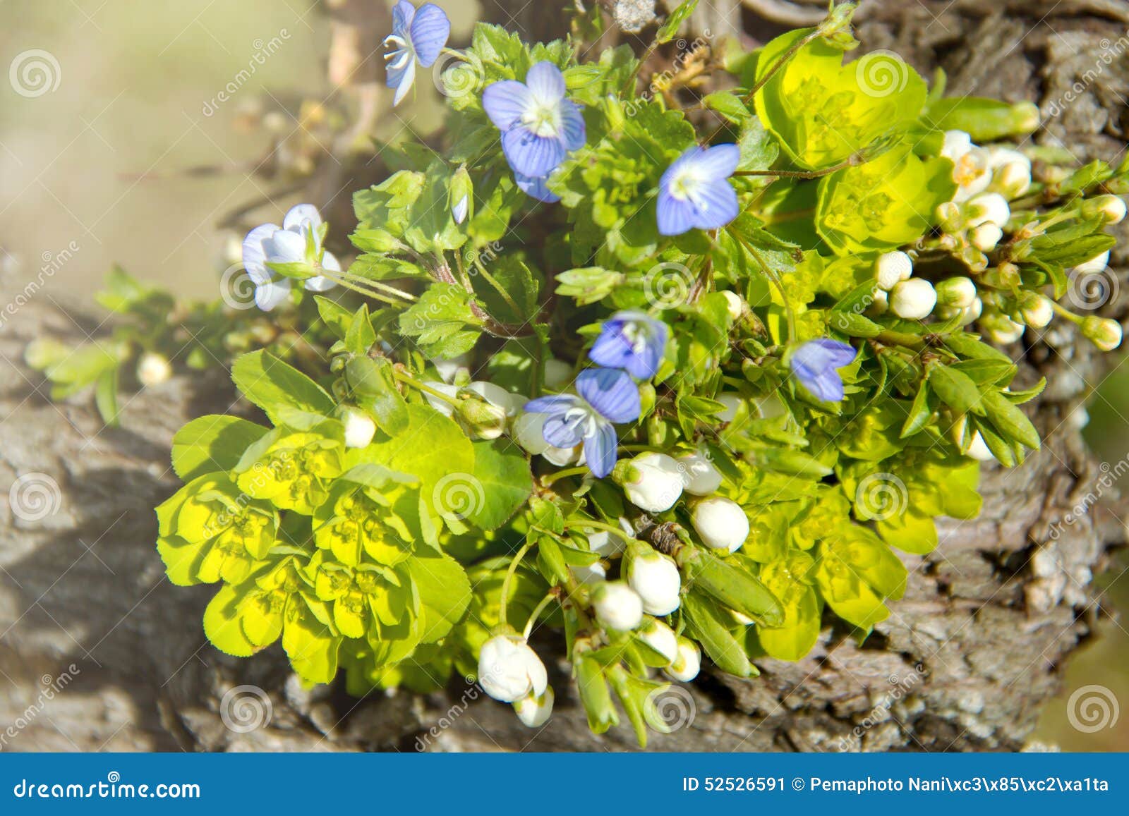 Spring Flowers stock image. Image of background, flower - 52526591