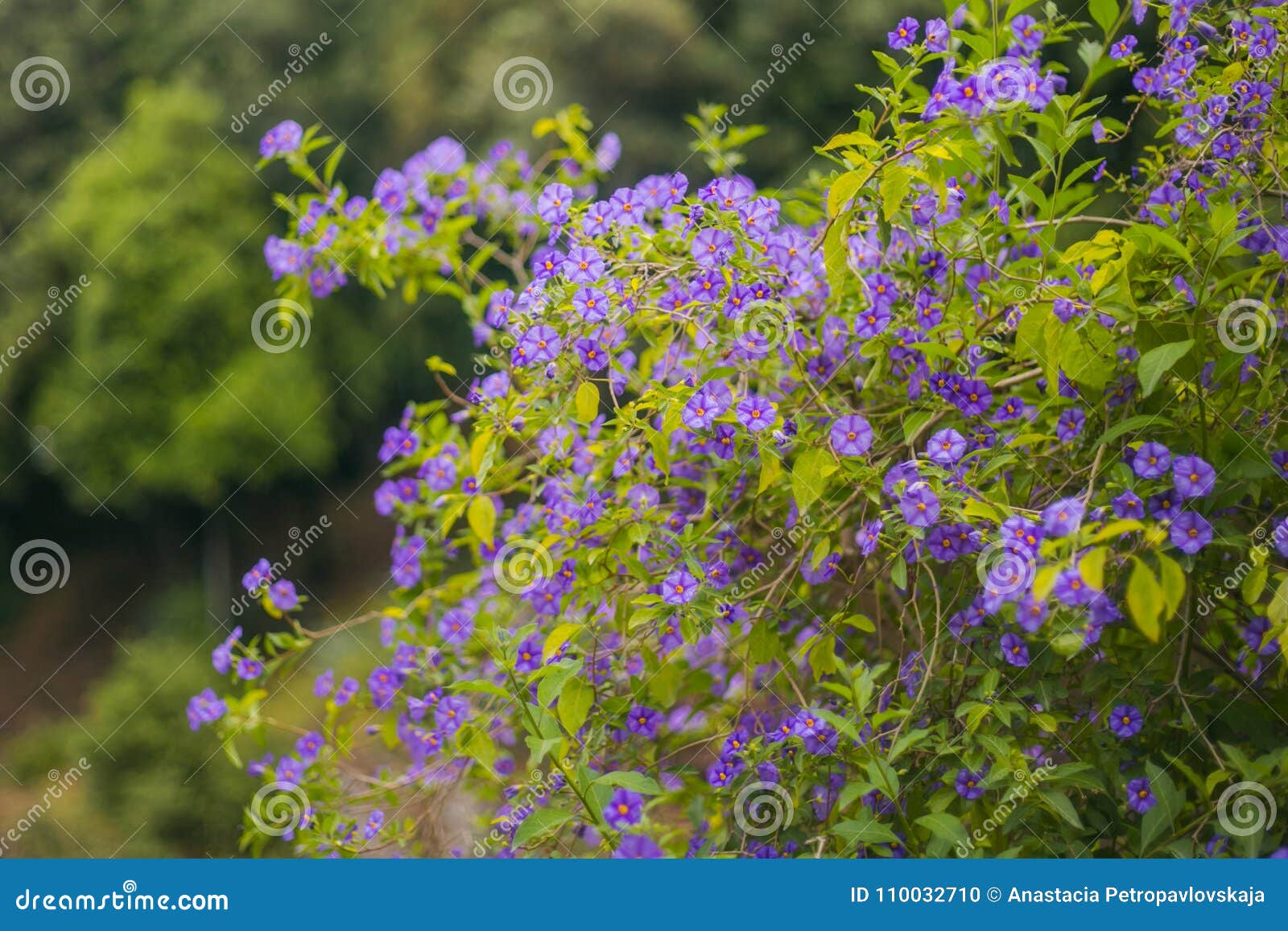 Spring Flowers Bush - Violet Color Stock Photo - Image of color ...