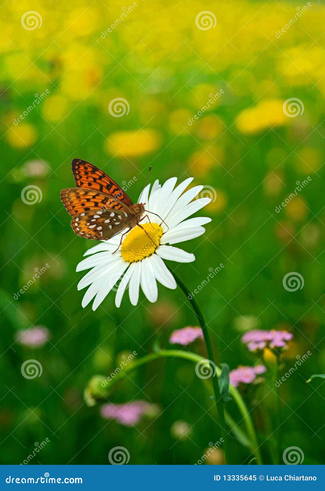 Spring in Flowers and Butterfly Stock Image - Image of economy ...