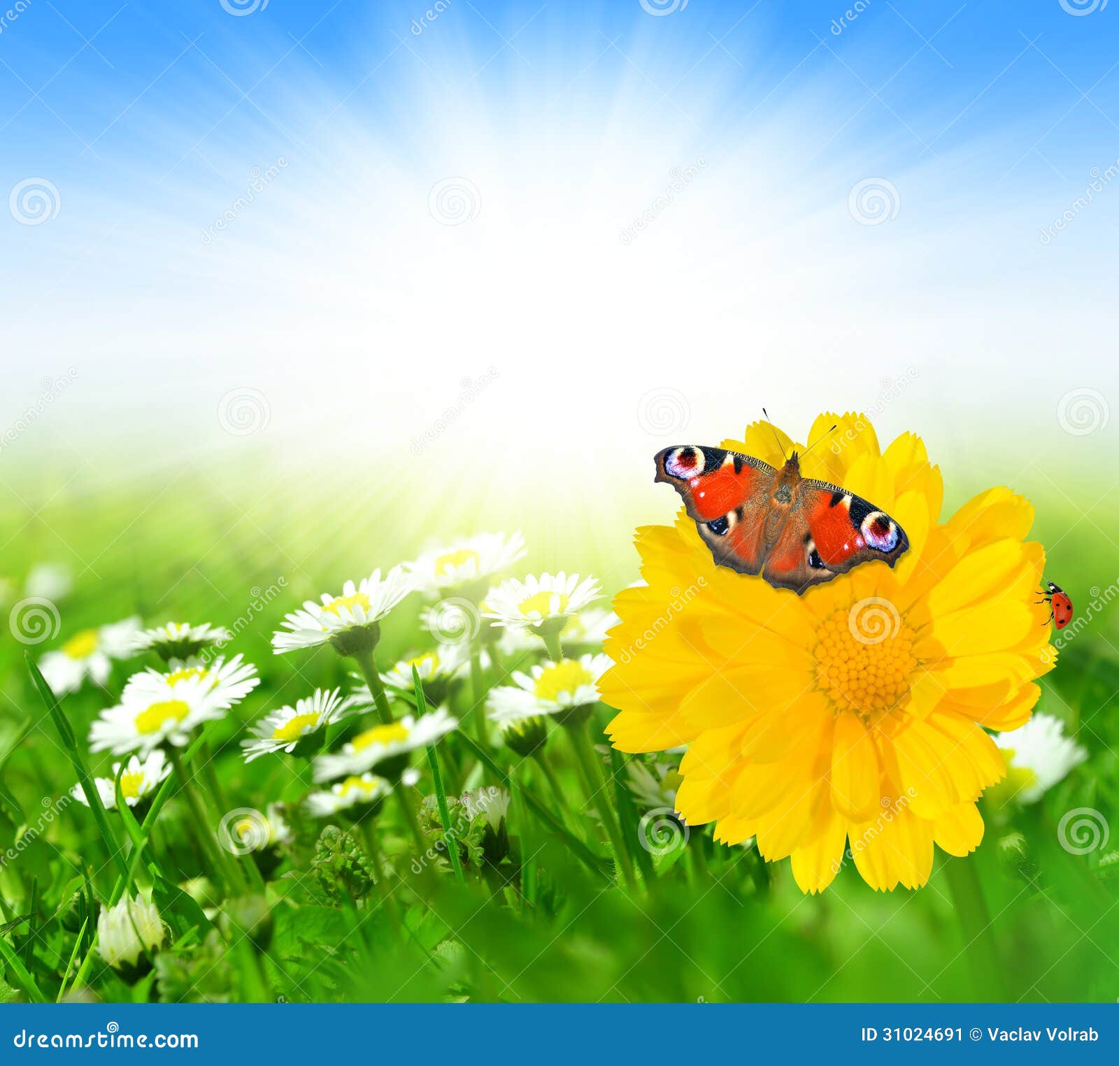 Spring Flowers with Butterfly Stock Image - Image of flower, clear ...