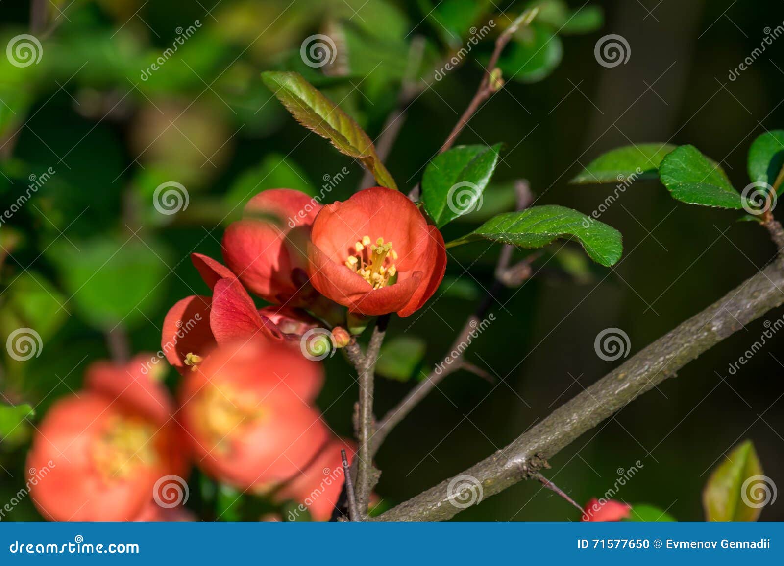 Spring flowers stock photo. Image of russia, flowers - 71577650