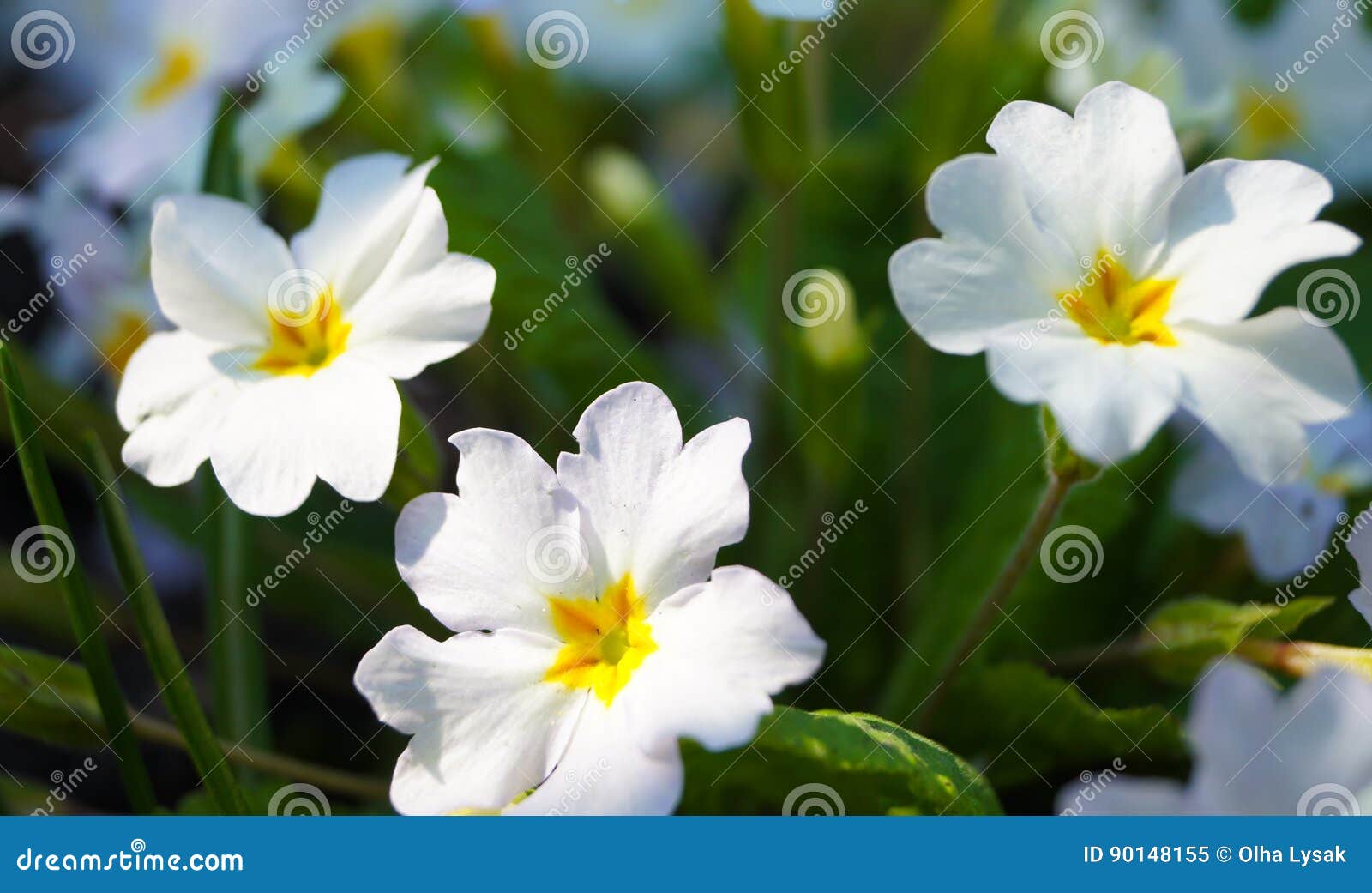 Spring Flowers Charming White Evening Primrose Stock Image - Image of ...