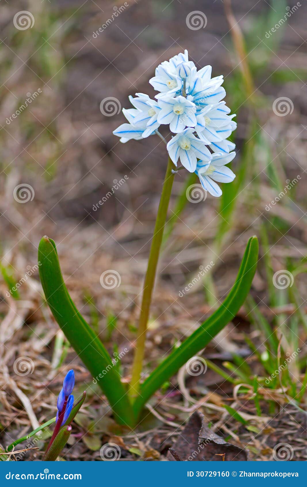 Spring flowers stock photo. Image of leaves, closeup - 30729160