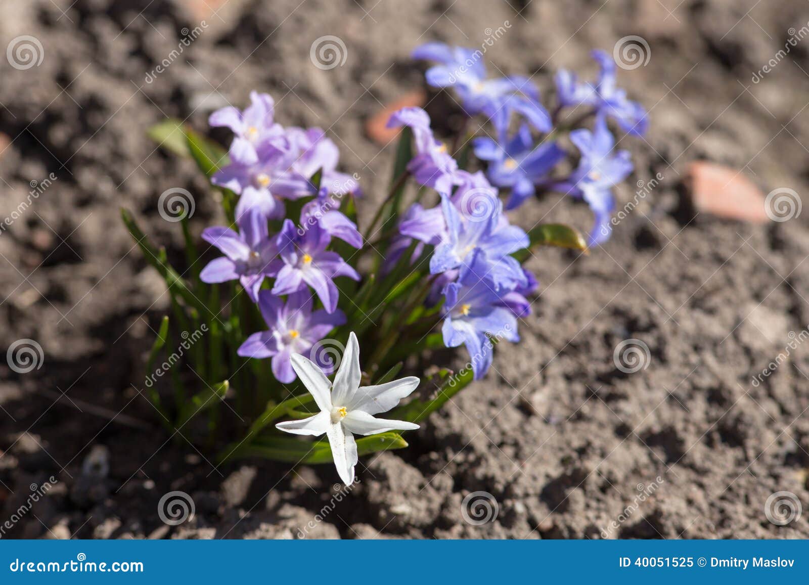 Spring flowers close up stock image. Image of green, season - 40051525