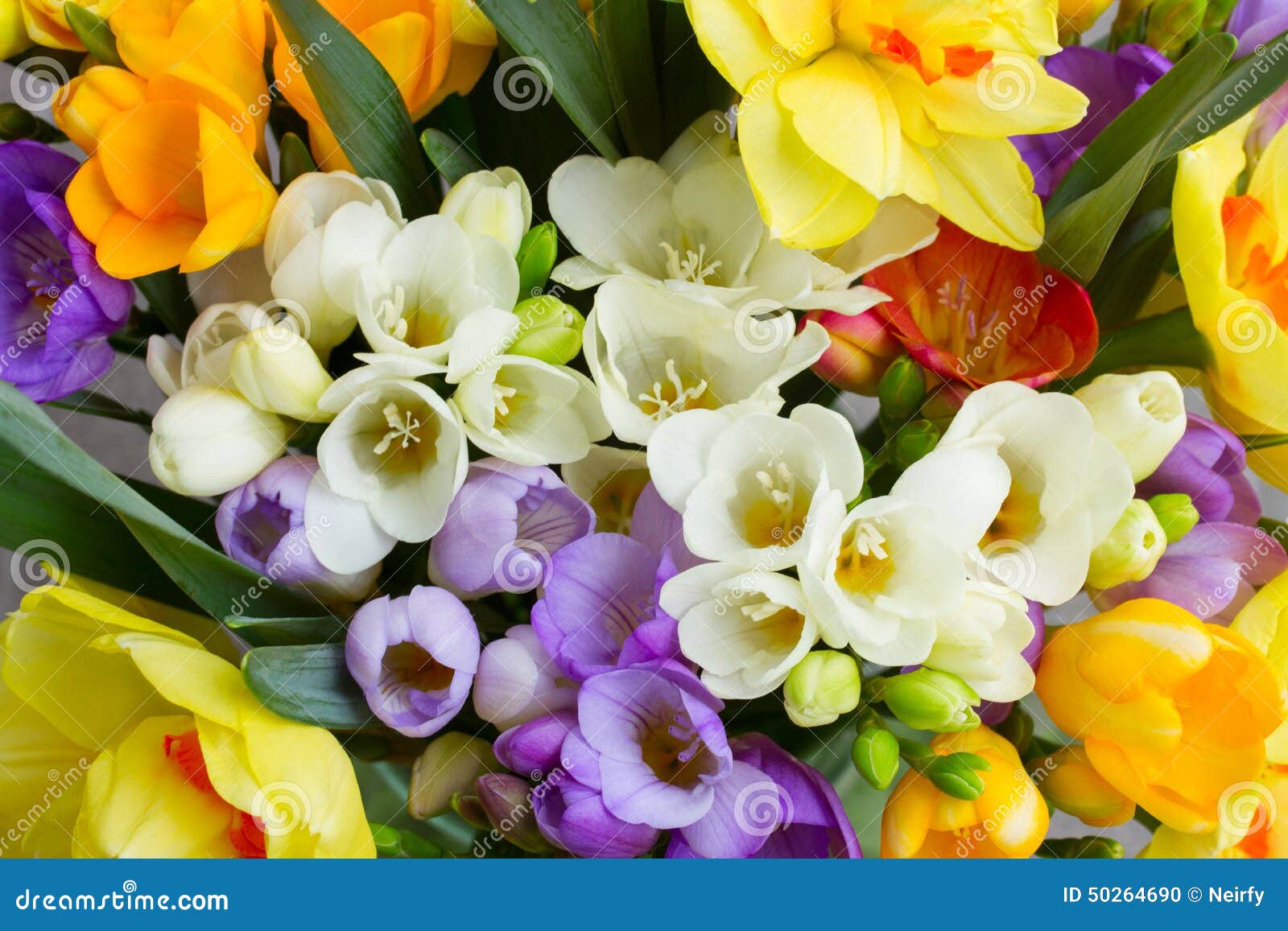 Spring flowers close up stock photo. Image of springtime - 50264690