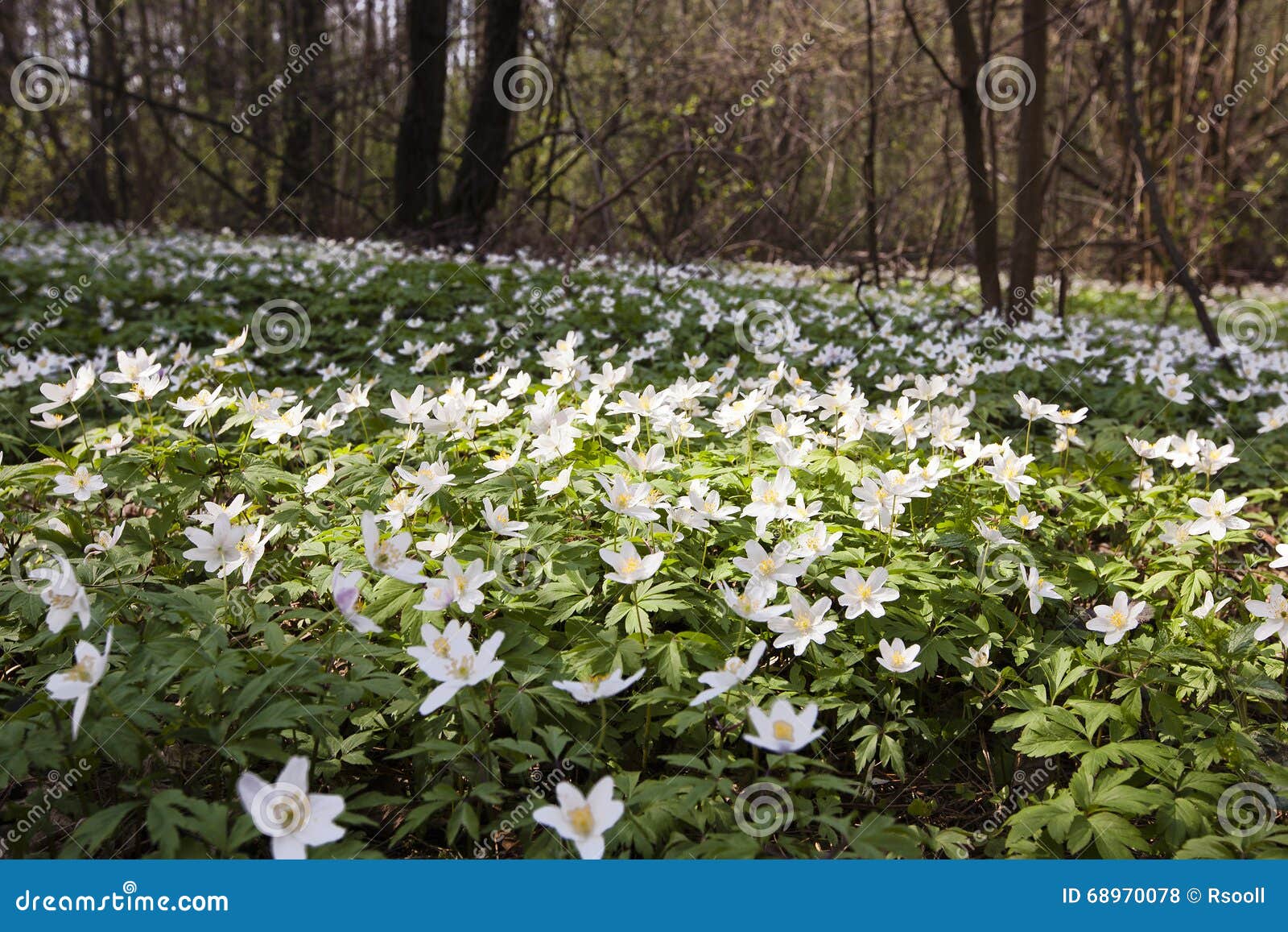 Spring flowers, close-up stock photo. Image of floret - 68970078