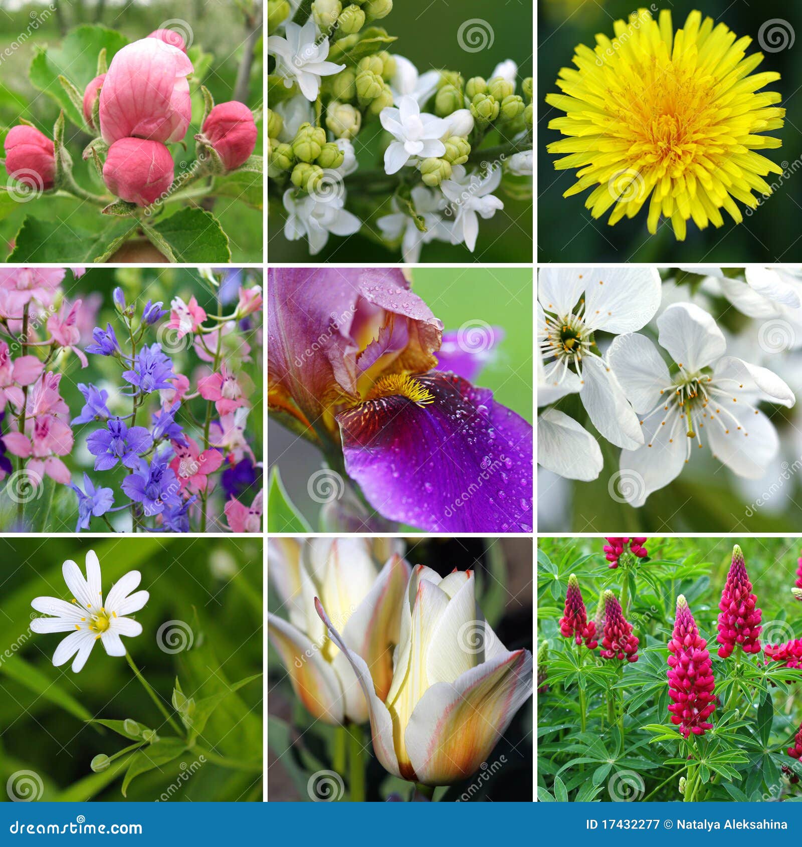 Spring flowers collage stock image. Image of flora, natural - 17432277