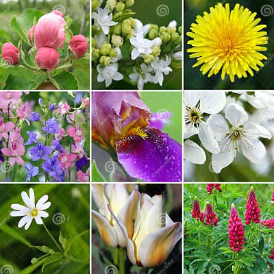 Spring flowers collage stock image. Image of flora, natural - 17432277