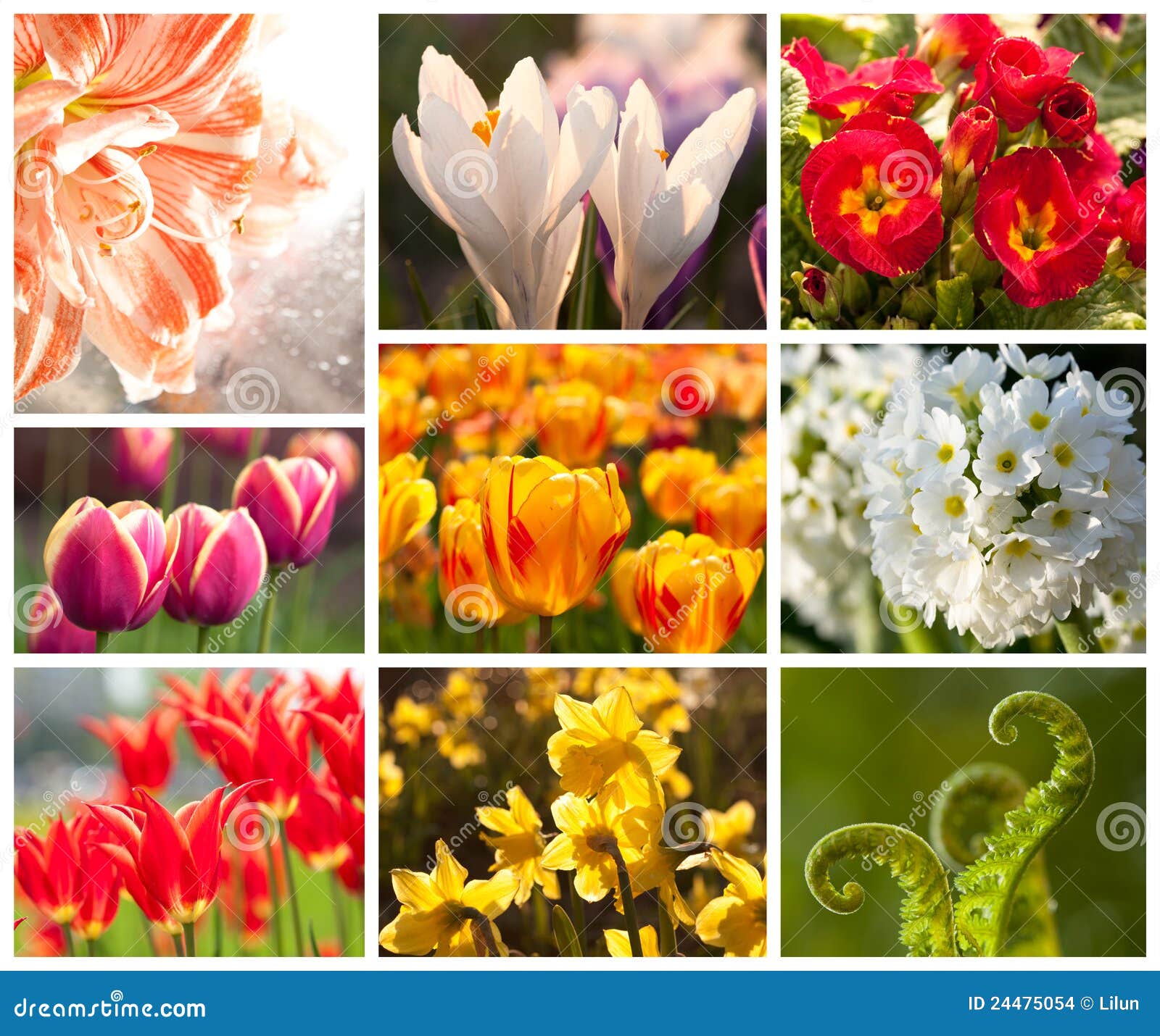 Spring flowers, collage stock photo. Image of indoor - 24475054