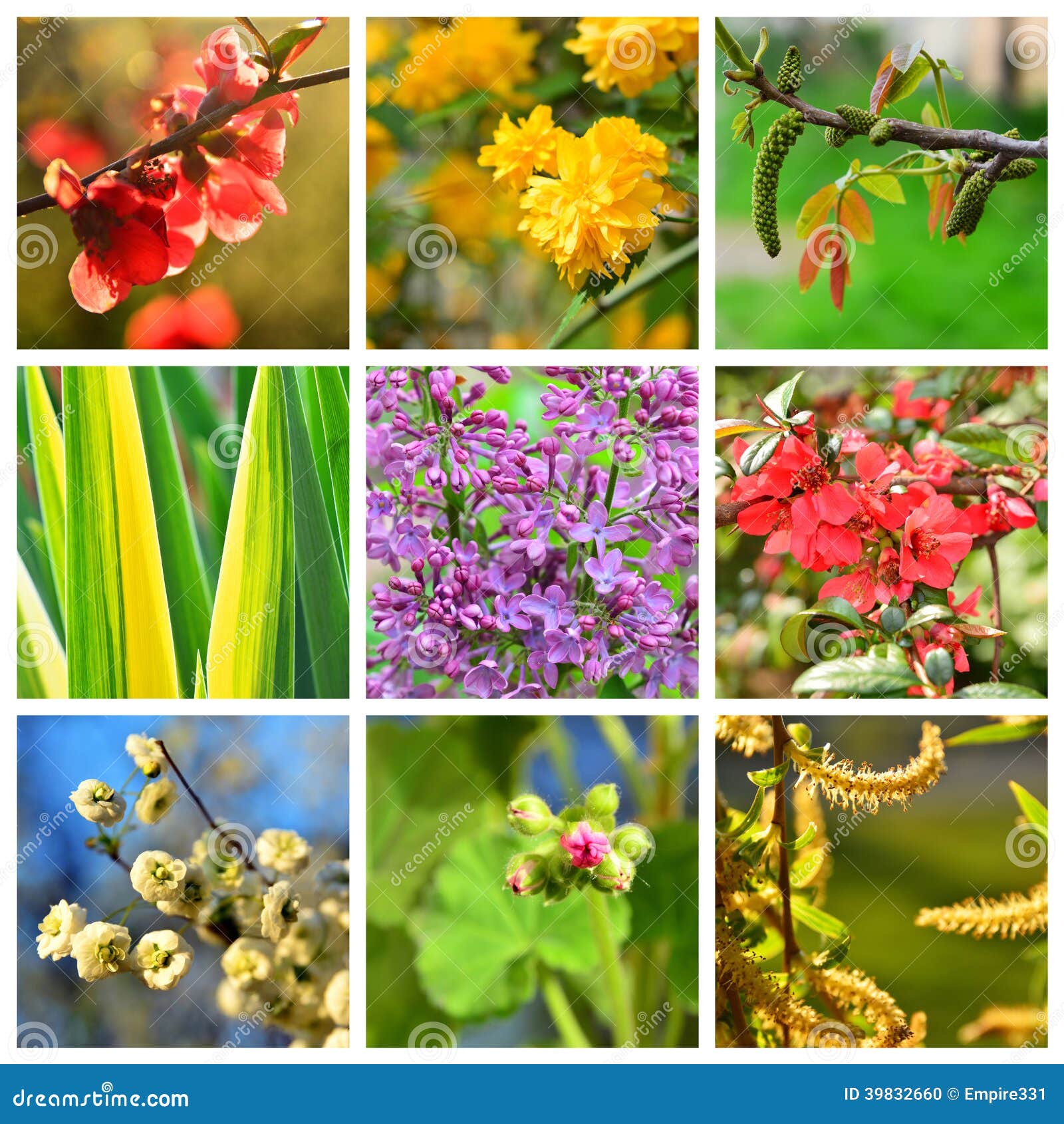 Spring flowers collage stock photo. Image of plants, foliage - 39832660