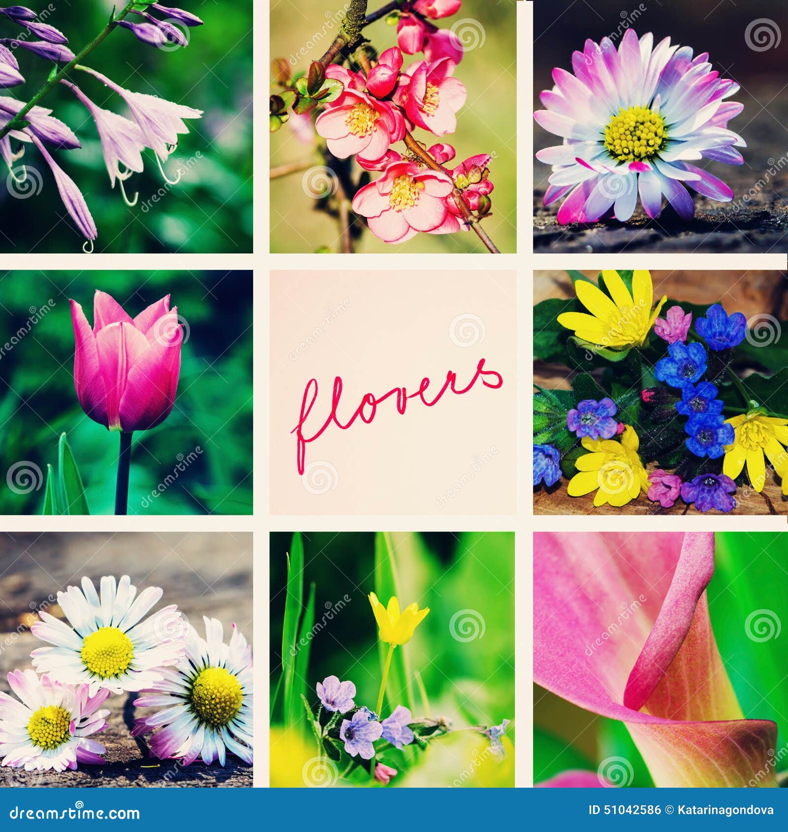 Spring flowers collage stock photo. Image of nature, tulip - 51042586