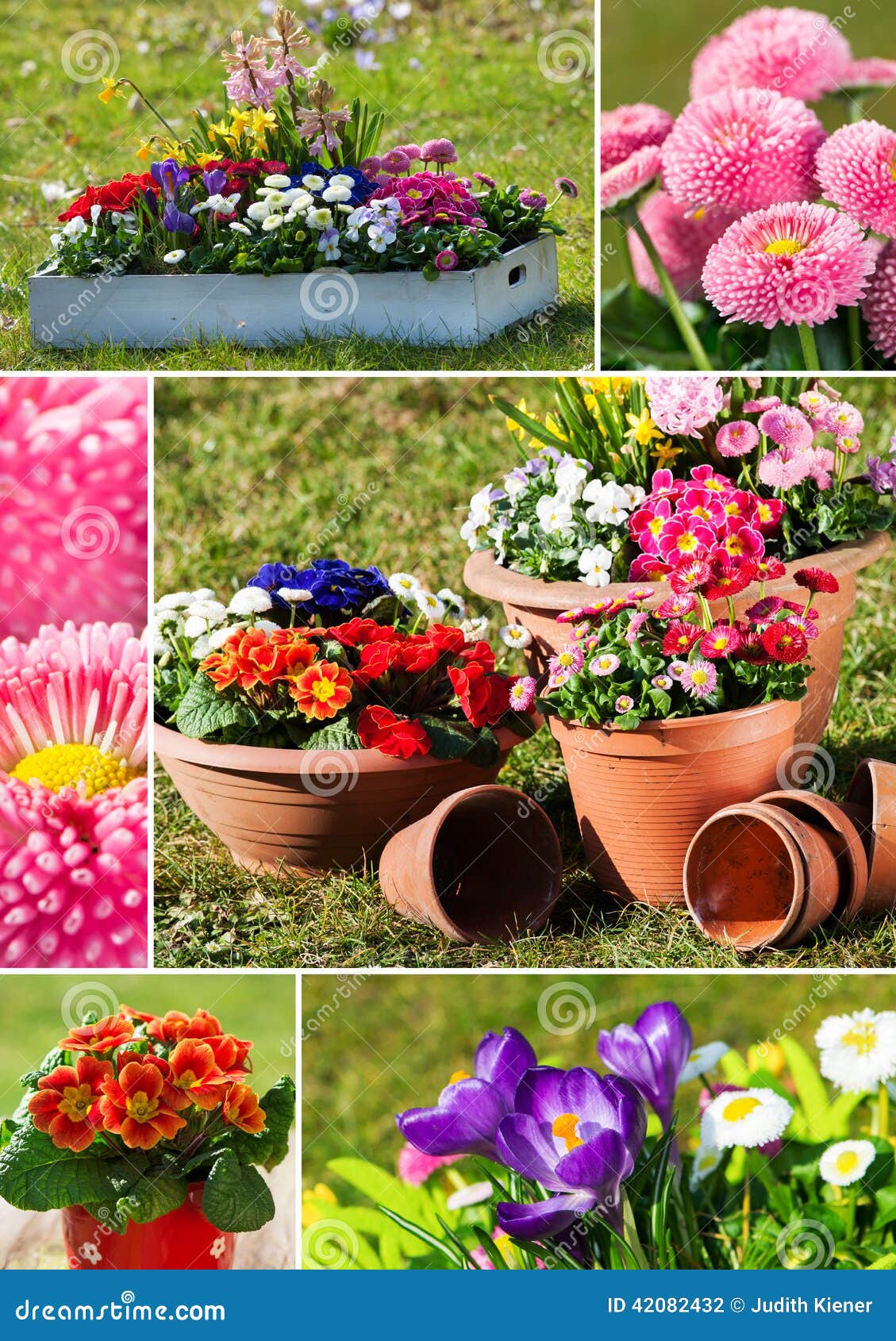 Spring flowers collage stock photo. Image of meadow, flower - 42082432