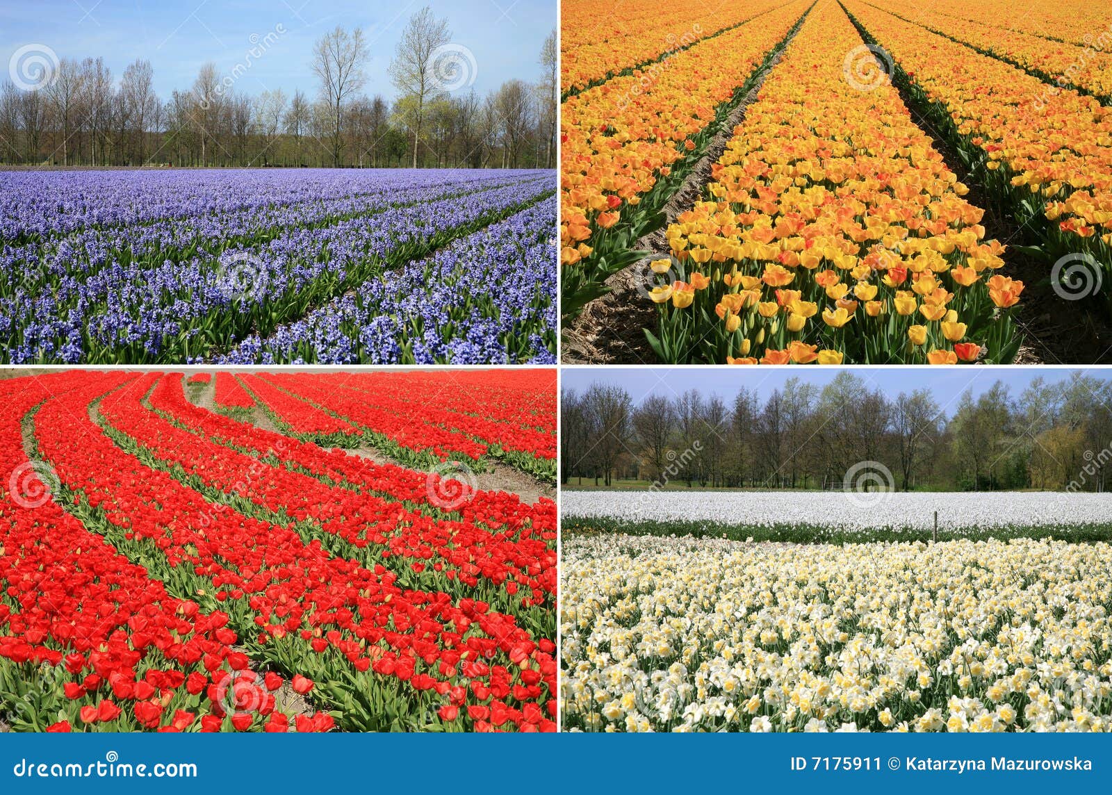 Spring Flowers Collage. Dutch Landscape. Stock Image - Image of dutch ...