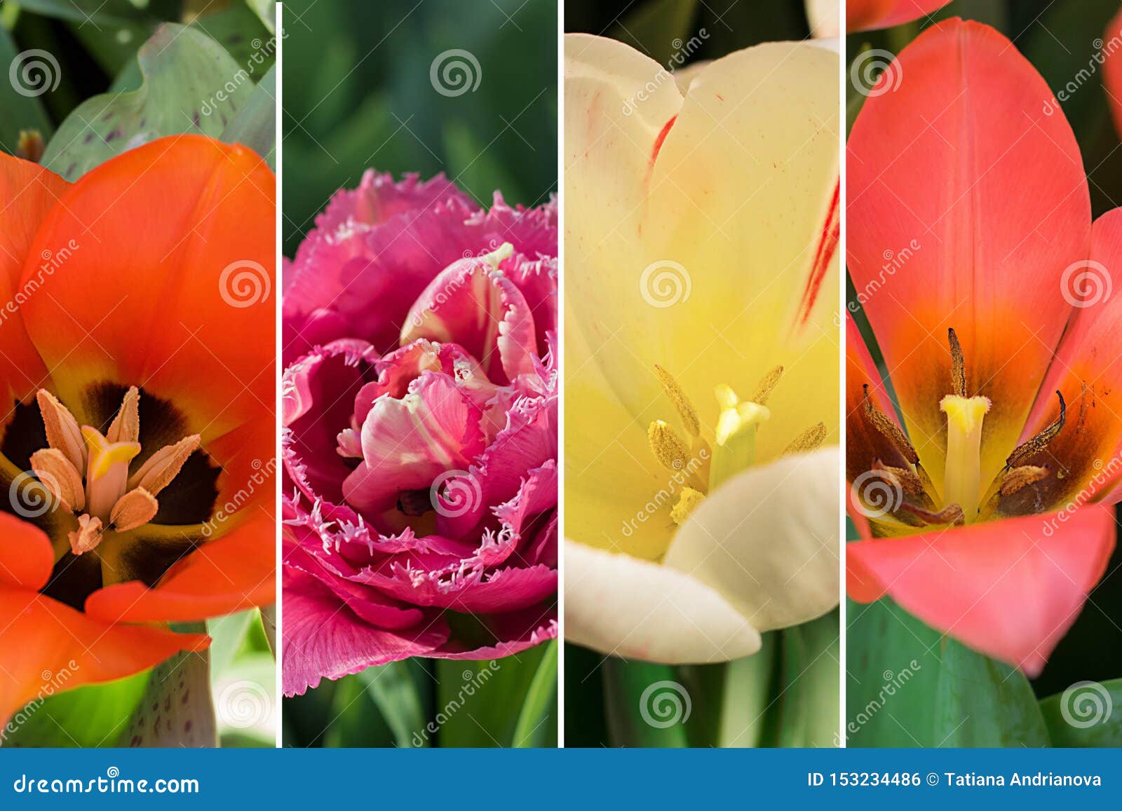 Spring Flowers Collage, Four Close Up Opened Buds of Tulip Different ...