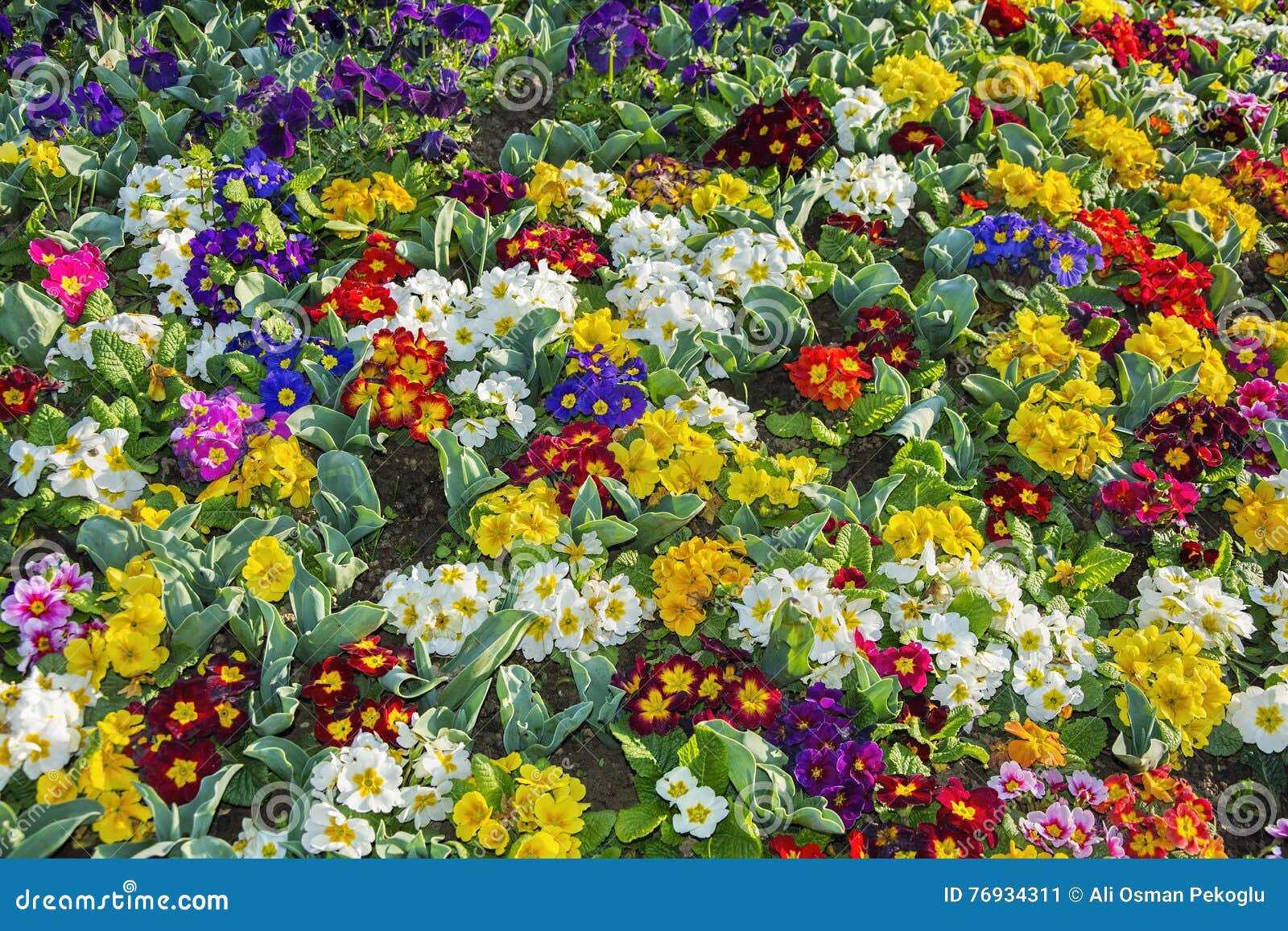 Spring flowers stock image. Image of green, park, space - 76934311
