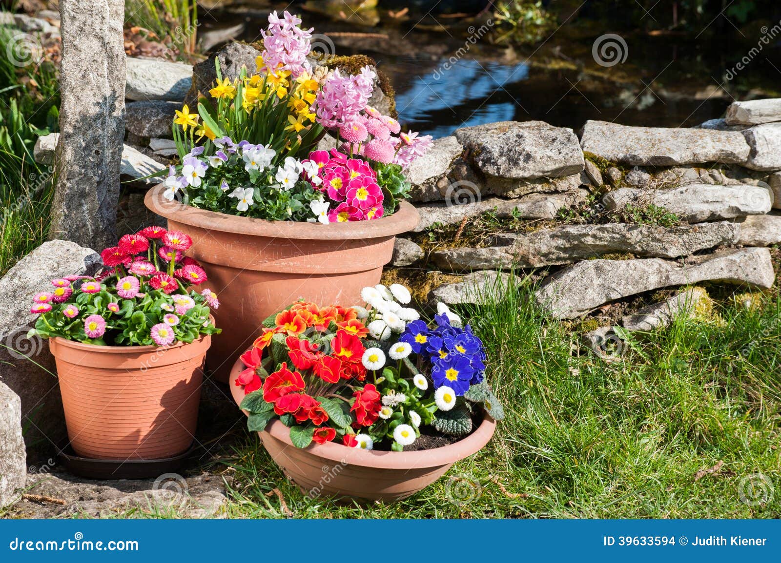 Spring flowers stock photo. Image of spring, pots, hyacinth - 39633594