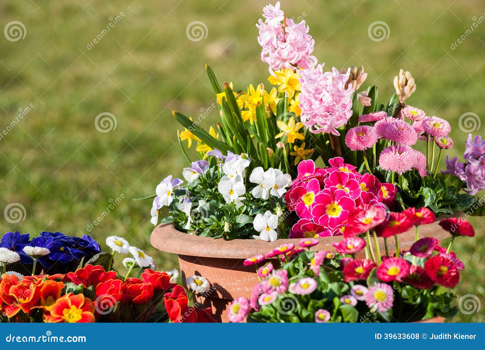 Spring flowers stock photo. Image of daffodils, meadow - 39633608