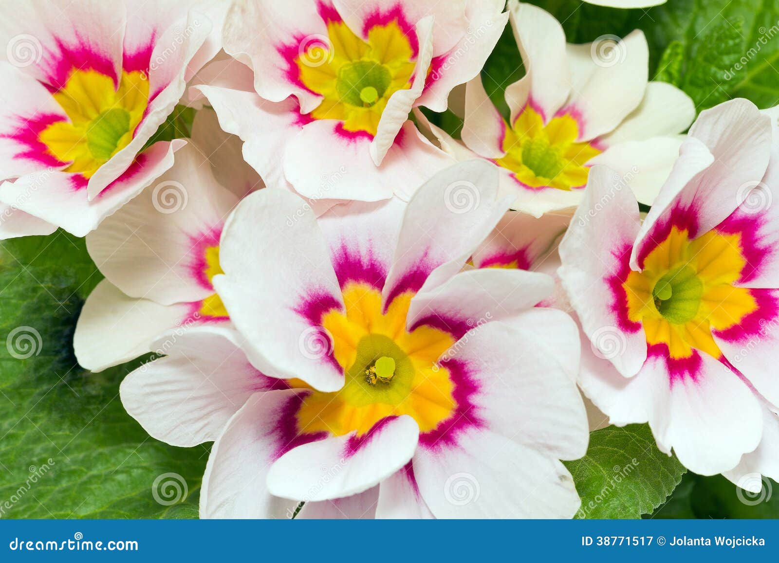 Spring Flowers of Colorful Primula Close Up Stock Image - Image of ...