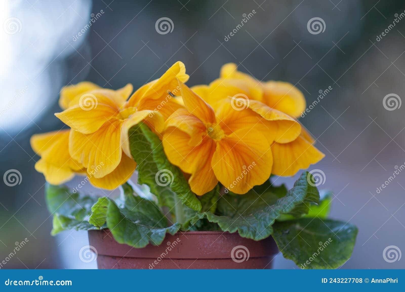 Spring Flowers. Colourful Orange Primerose Stock Photo - Image of ...