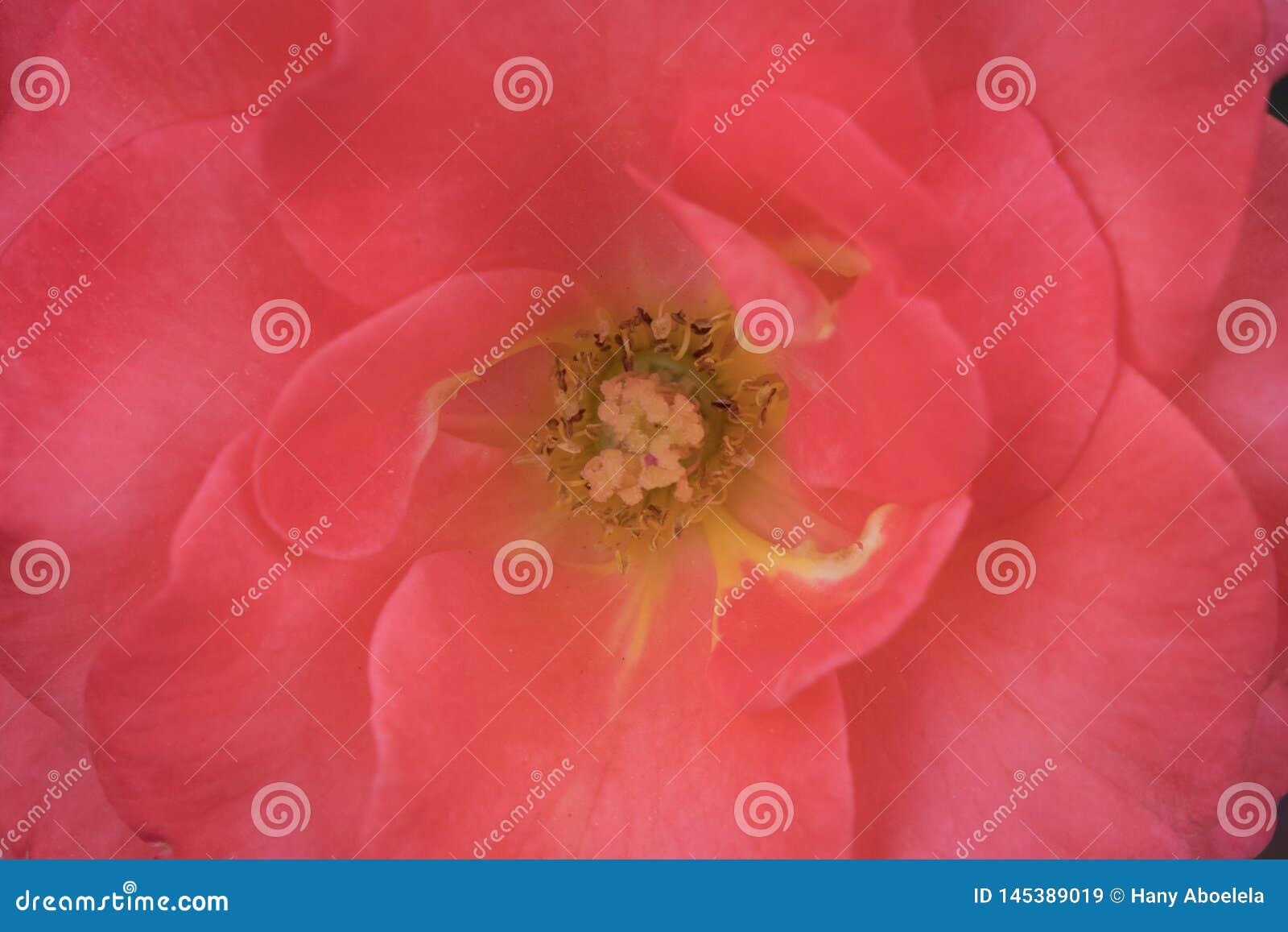 Spring Flowers Colours stock image. Image of alone, close - 145389019