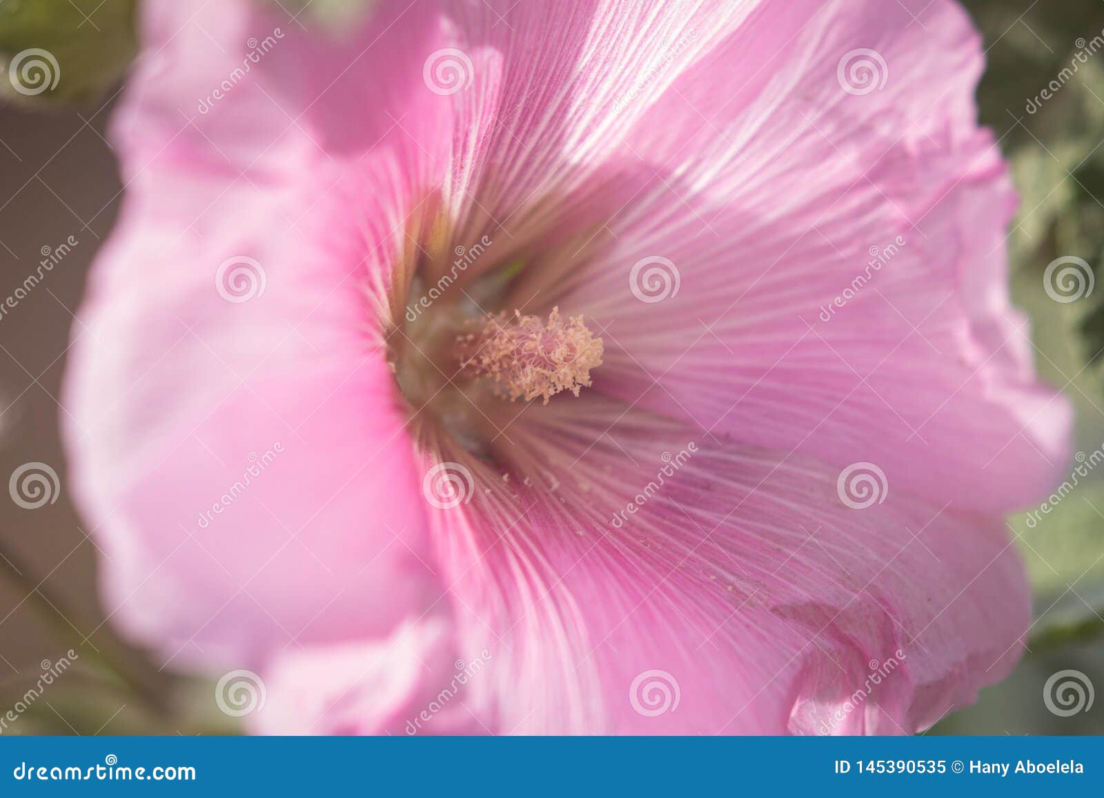 Spring Flowers Colours stock image. Image of colours - 145390535