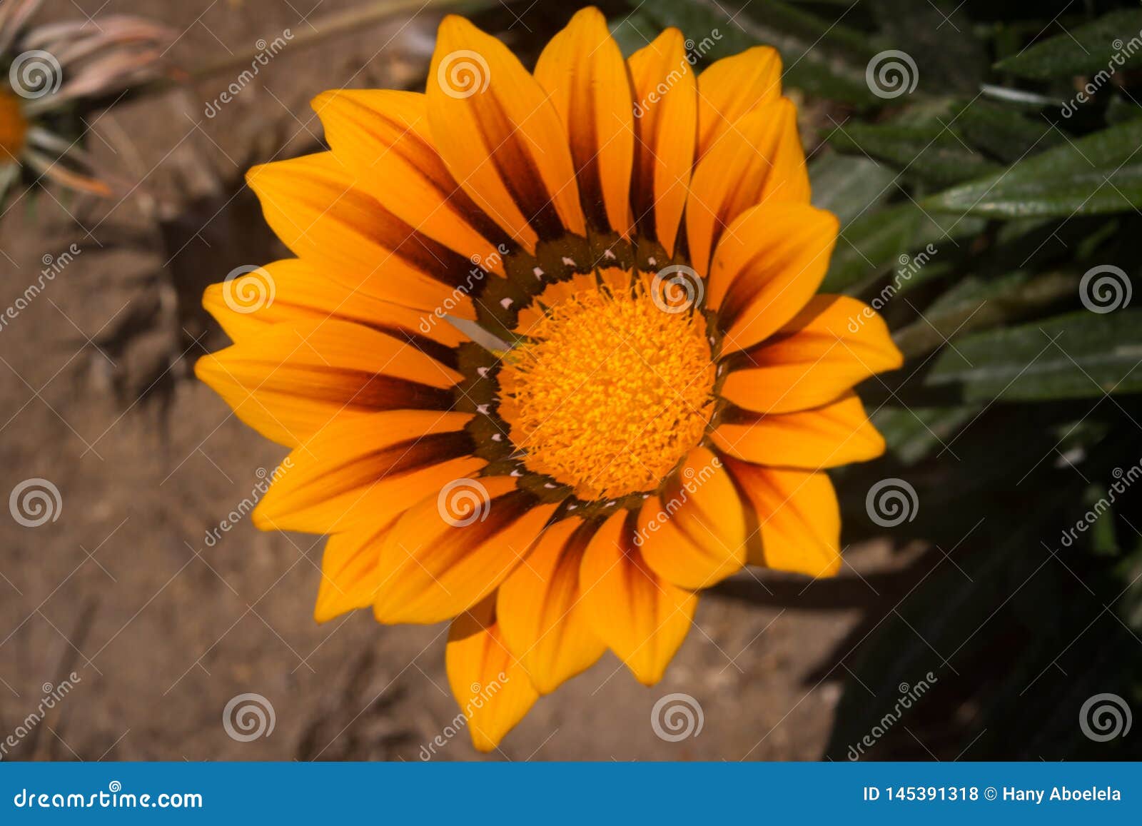 Spring Flowers Colours stock photo. Image of flowers - 145391318