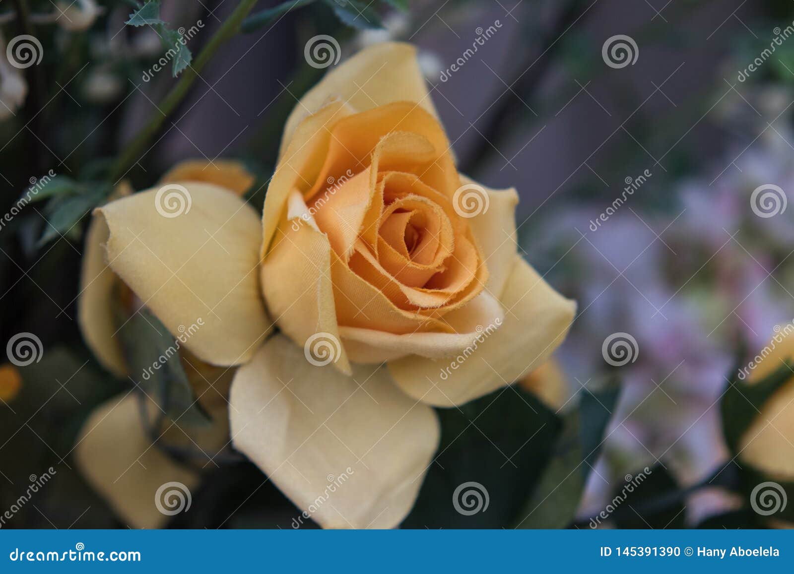 Spring Flowers Colours stock photo. Image of spring - 145391390