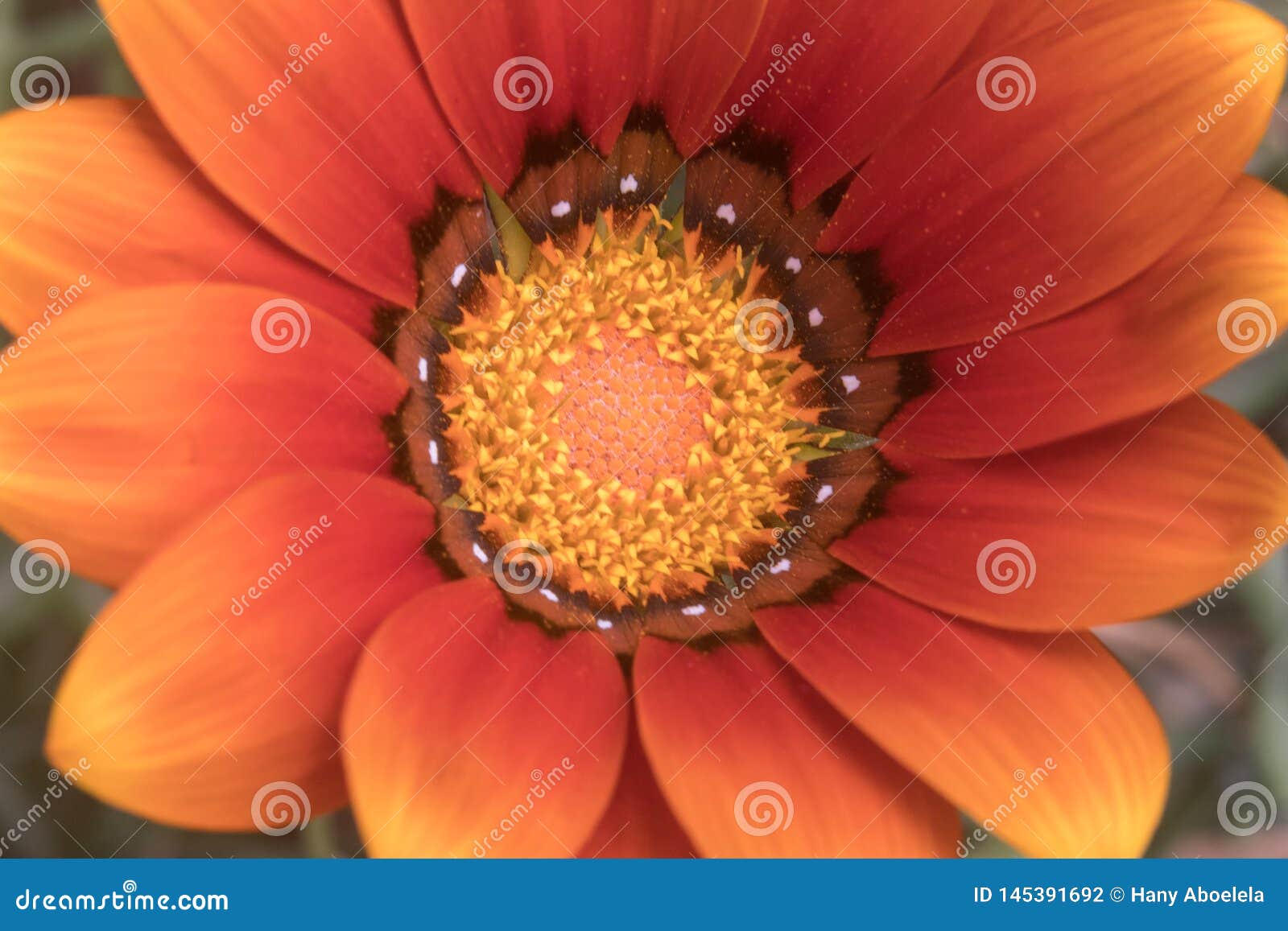 Spring Flowers Colours stock photo. Image of beauty - 145391692