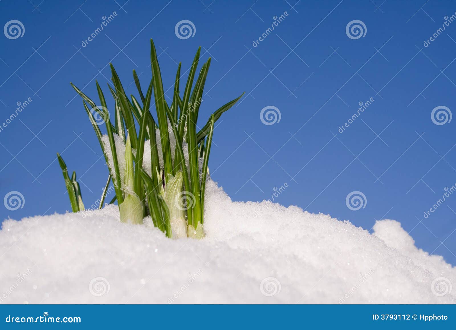 Spring flowers coming up stock photo. Image of nature - 3793112