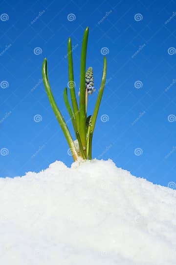 Spring flowers coming up stock image. Image of seasonal - 7030993