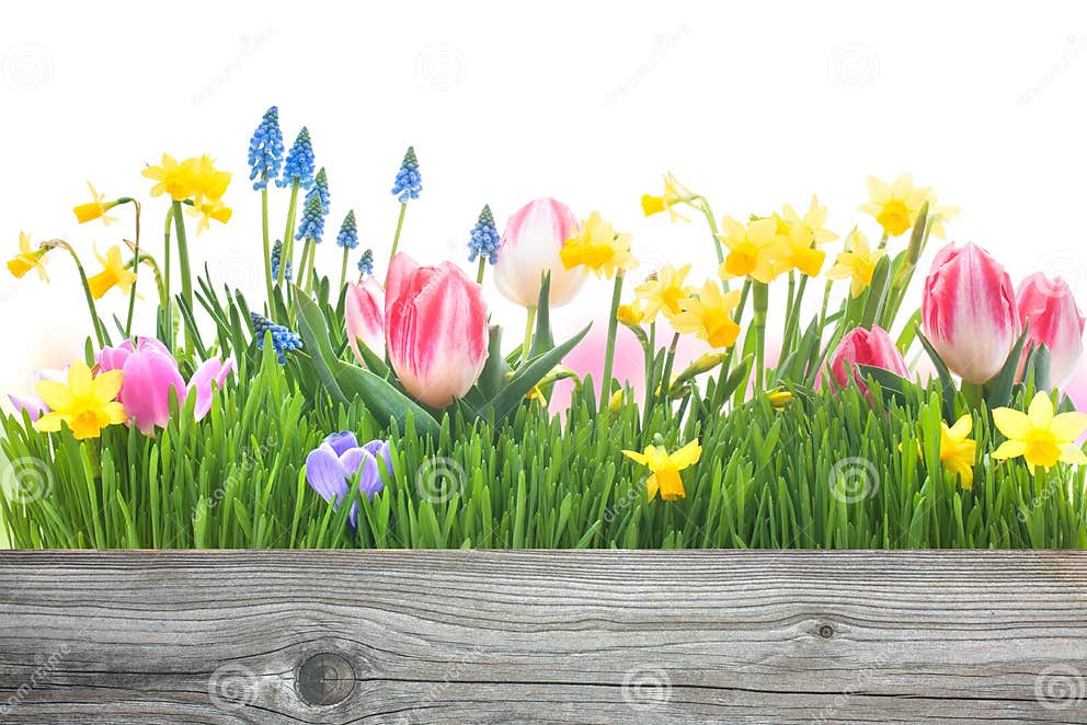 Spring flowers stock image. Image of fresh, mothers, greeting - 39138003