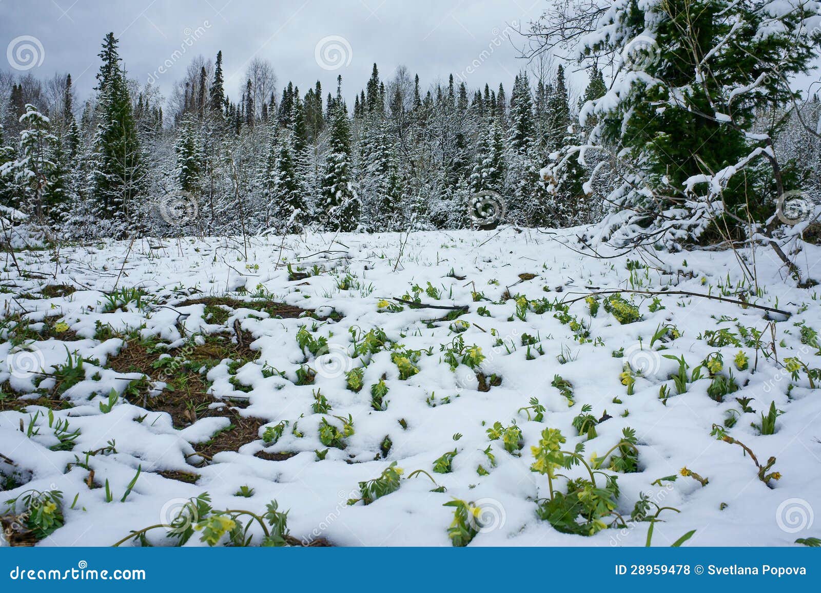 Spring Flowers Covered with Snow. Stock Photo - Image of blossoms ...
