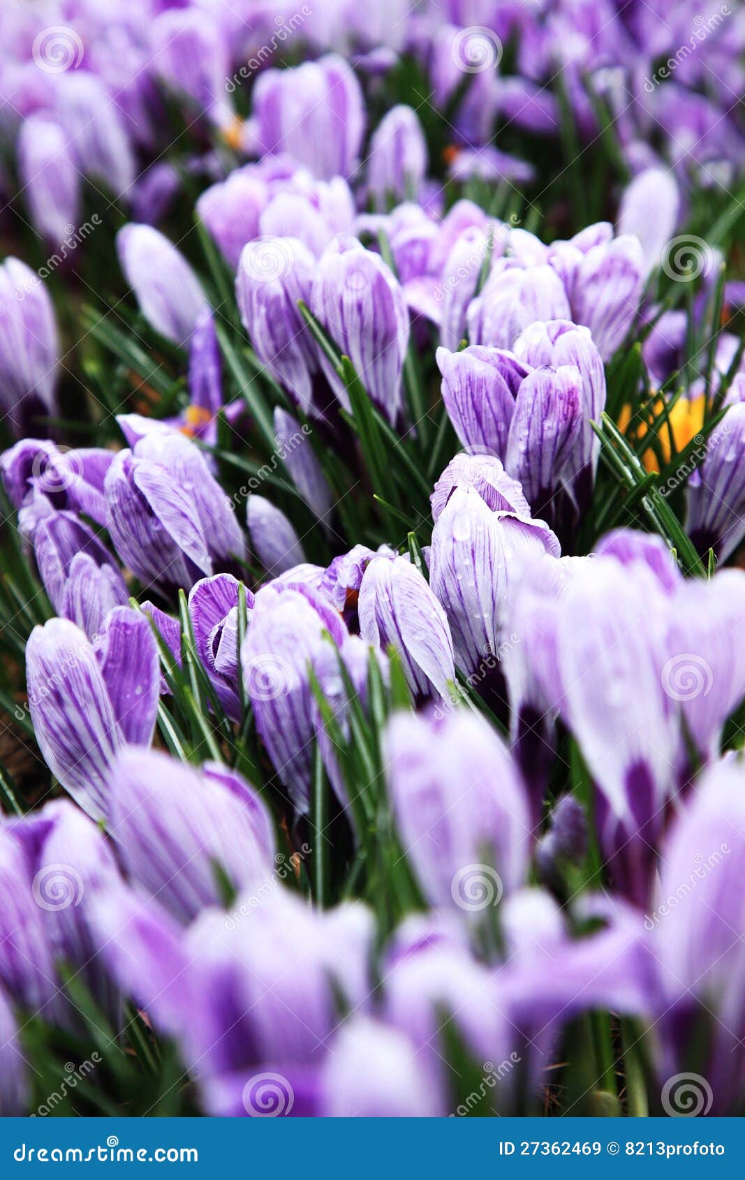 Spring flowers, crocus stock image. Image of autumn, climate - 27362469