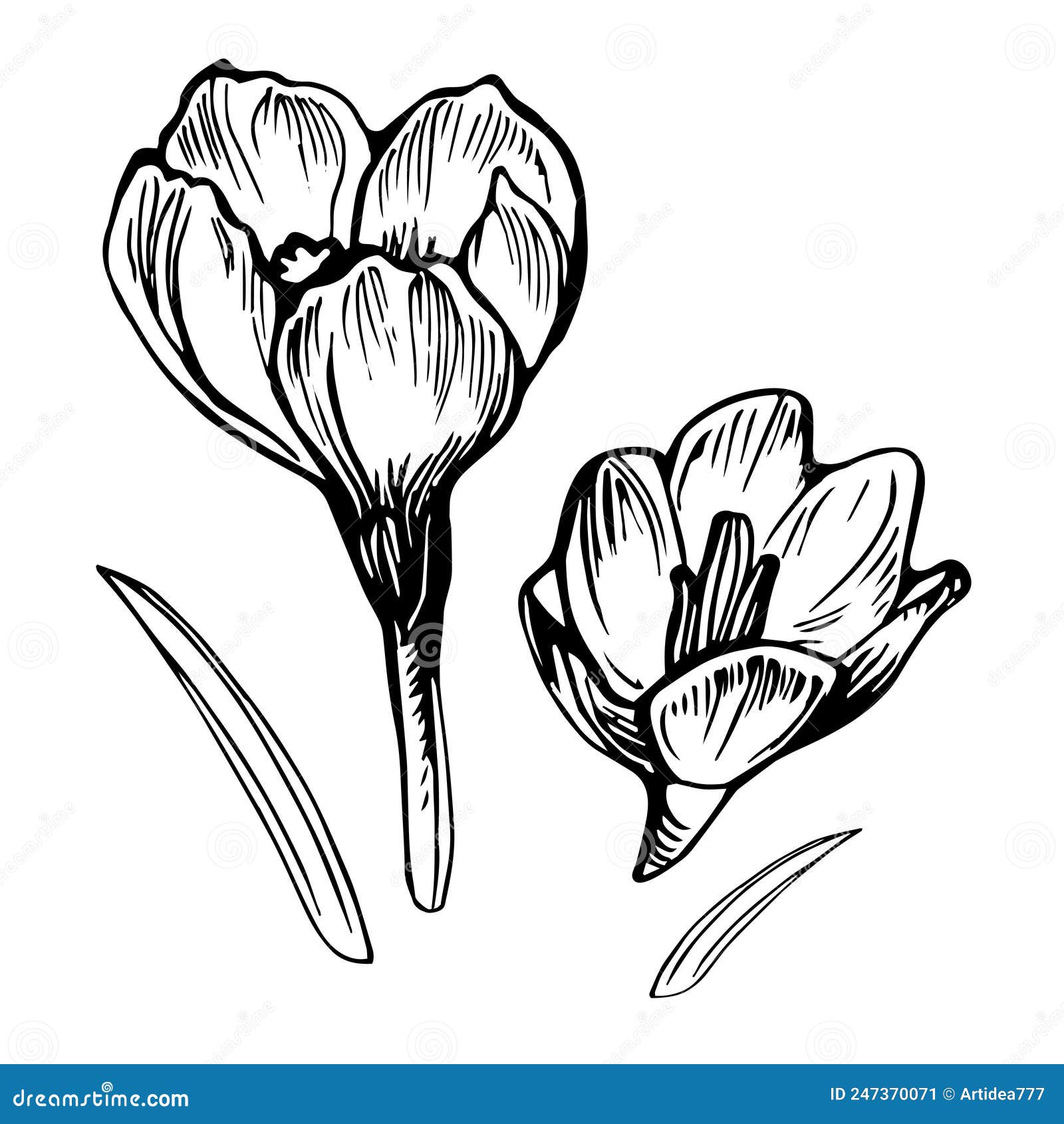 Spring Flowers of Crocus Design Element Drawn by Hand White Isolated ...