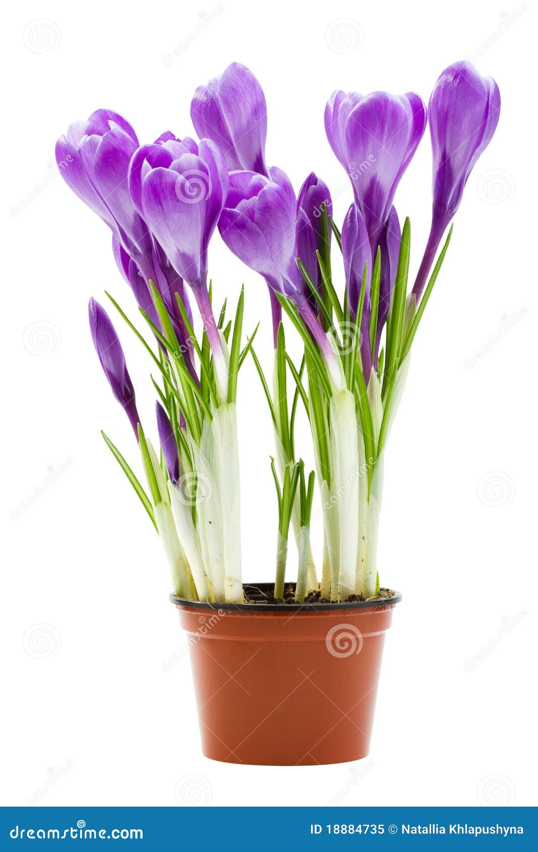 Spring Flowers, Crocus, Isolated Stock Image - Image of crocus, stem ...