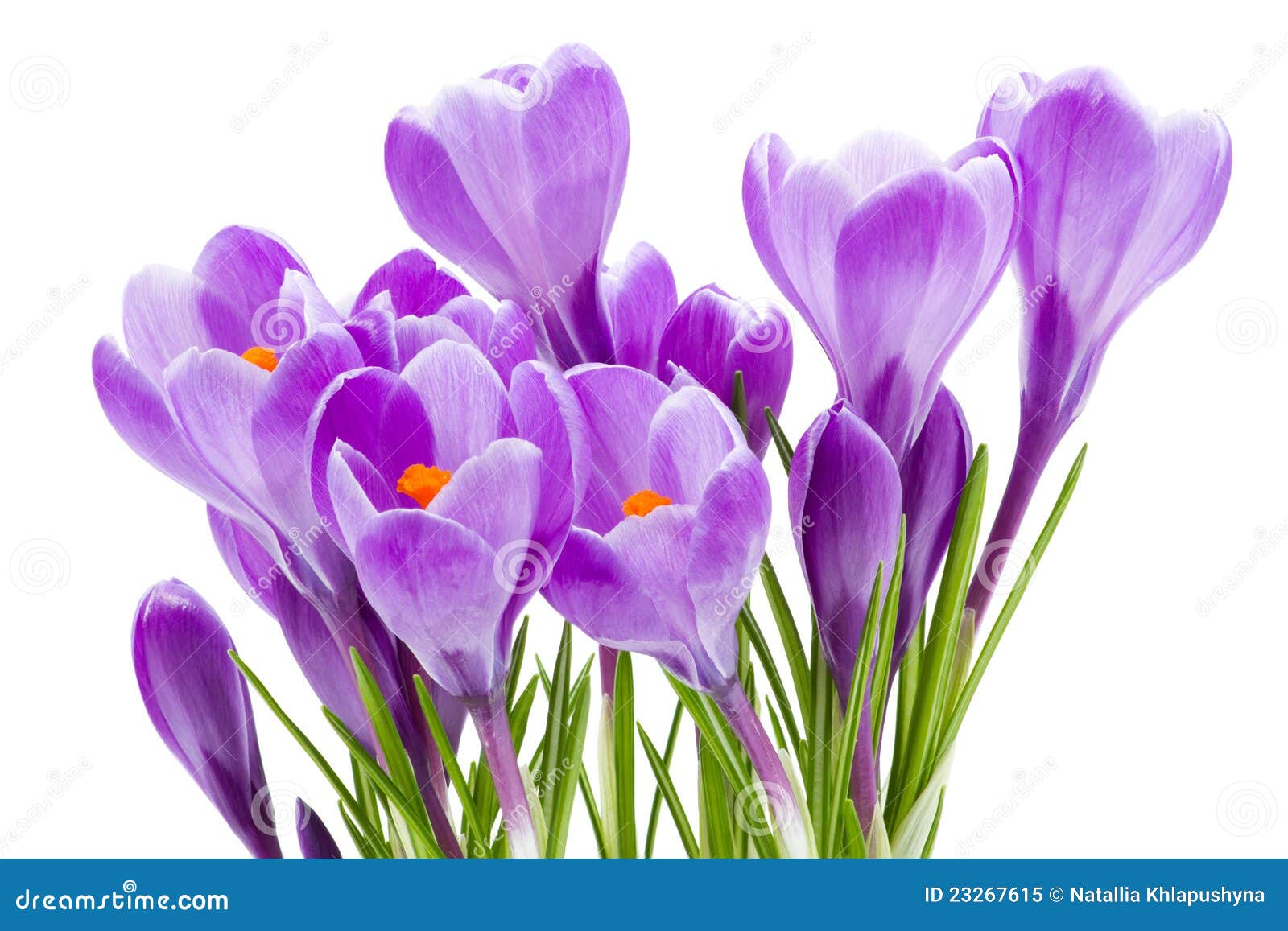 Spring Flowers, Crocus, Isolated on White Stock Image - Image of ...