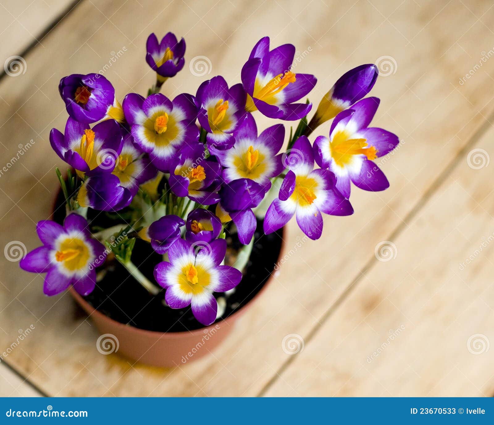 Spring Flowers Crocus in the Pot Stock Image - Image of petals, close ...
