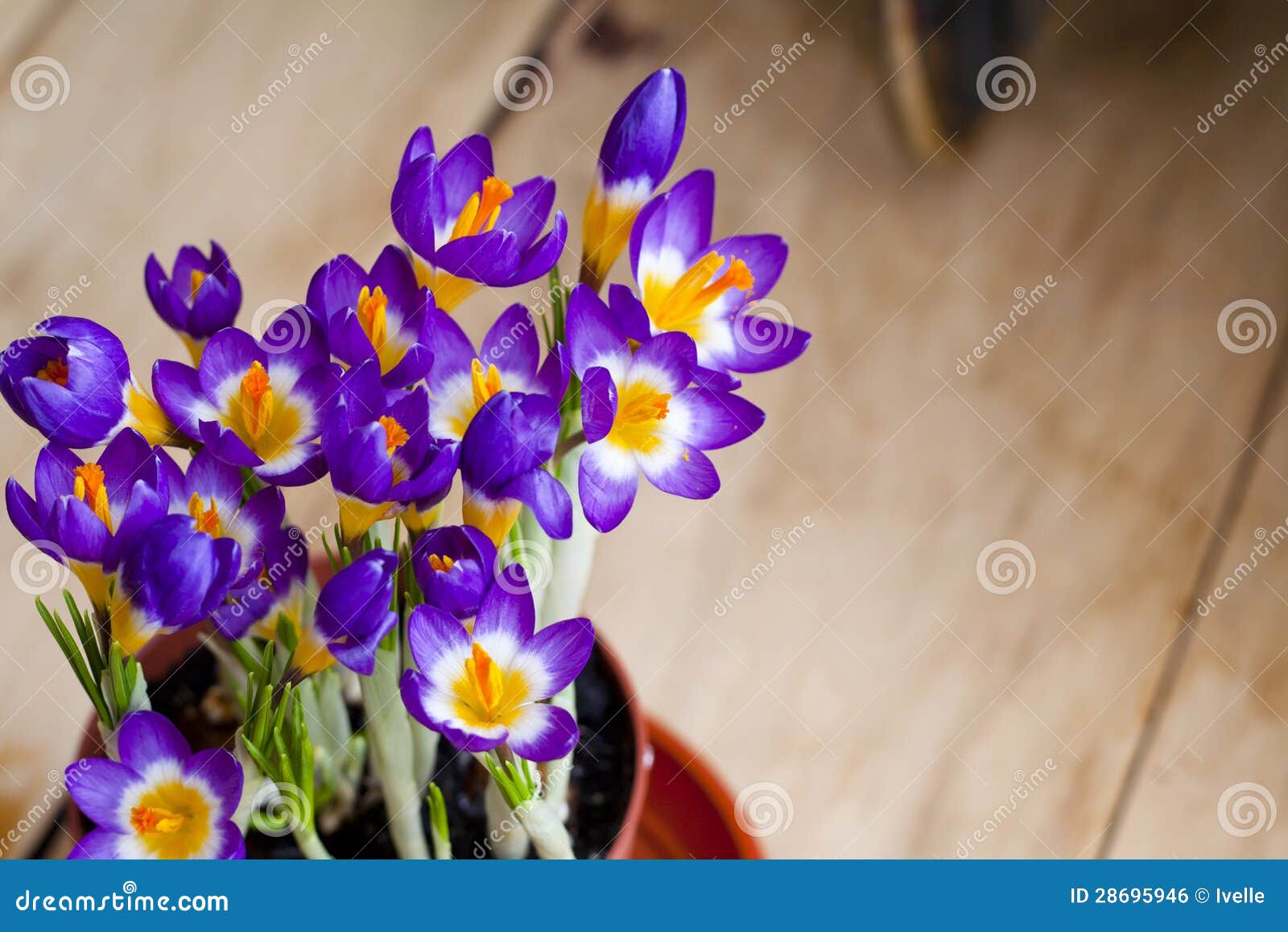 Spring Flowers Crocus in the Pot Stock Photo - Image of freedom, symbol ...