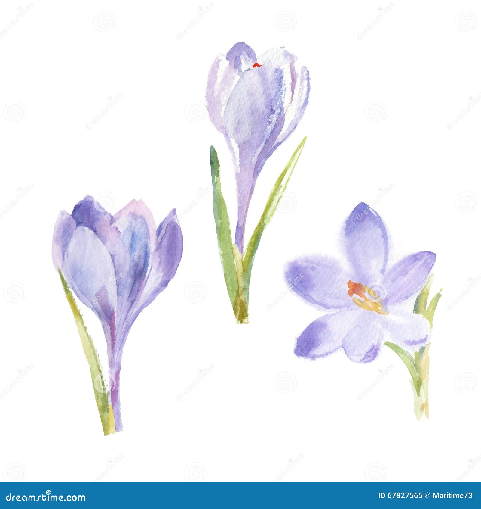 Spring Flowers Crocuses Isolated on White Background. Vector ...