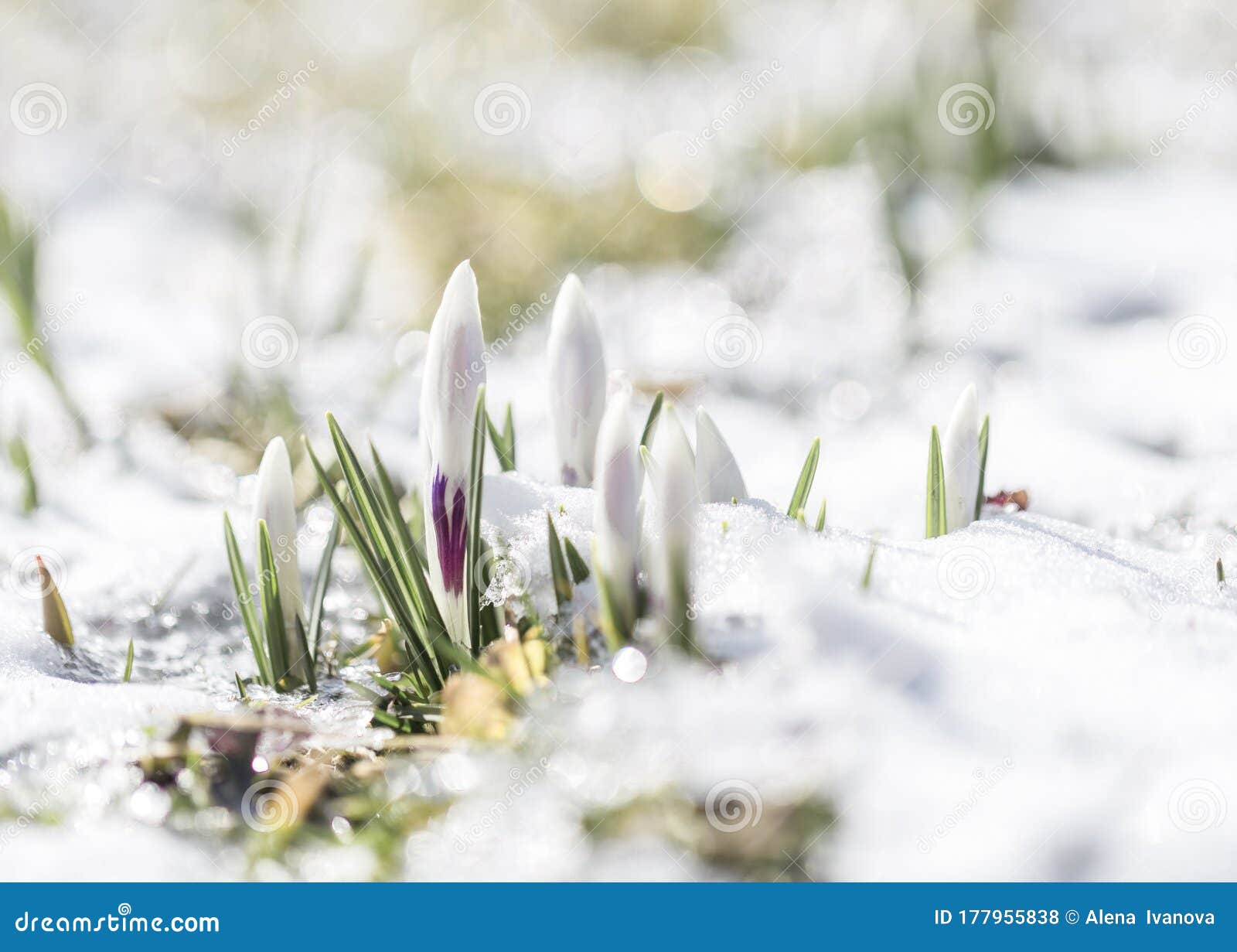 Early Spring White Crocuses Bloomed on White Snow Stock Photo - Image ...