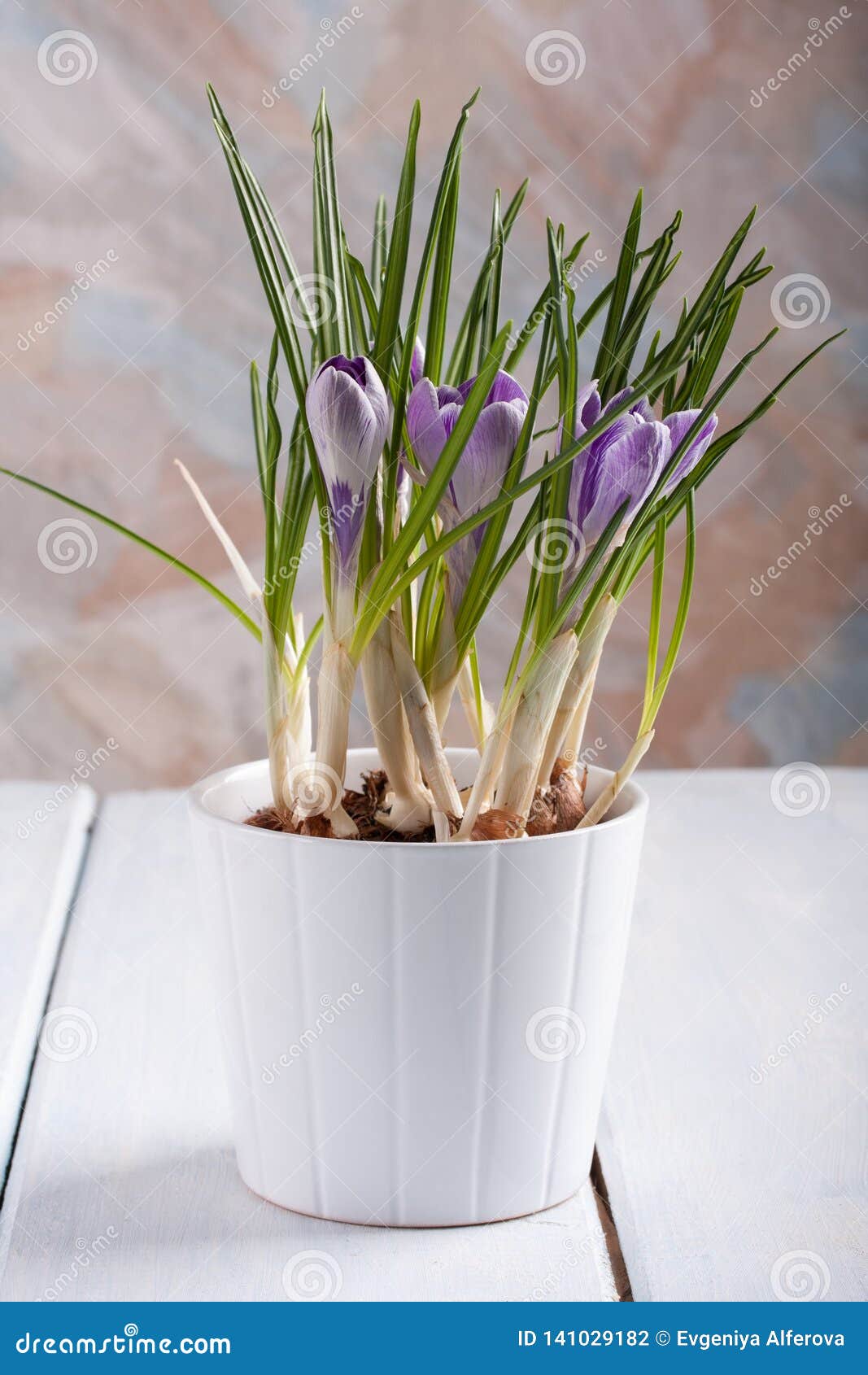 Spring flowers. Crocuses stock photo. Image of herb - 141029182