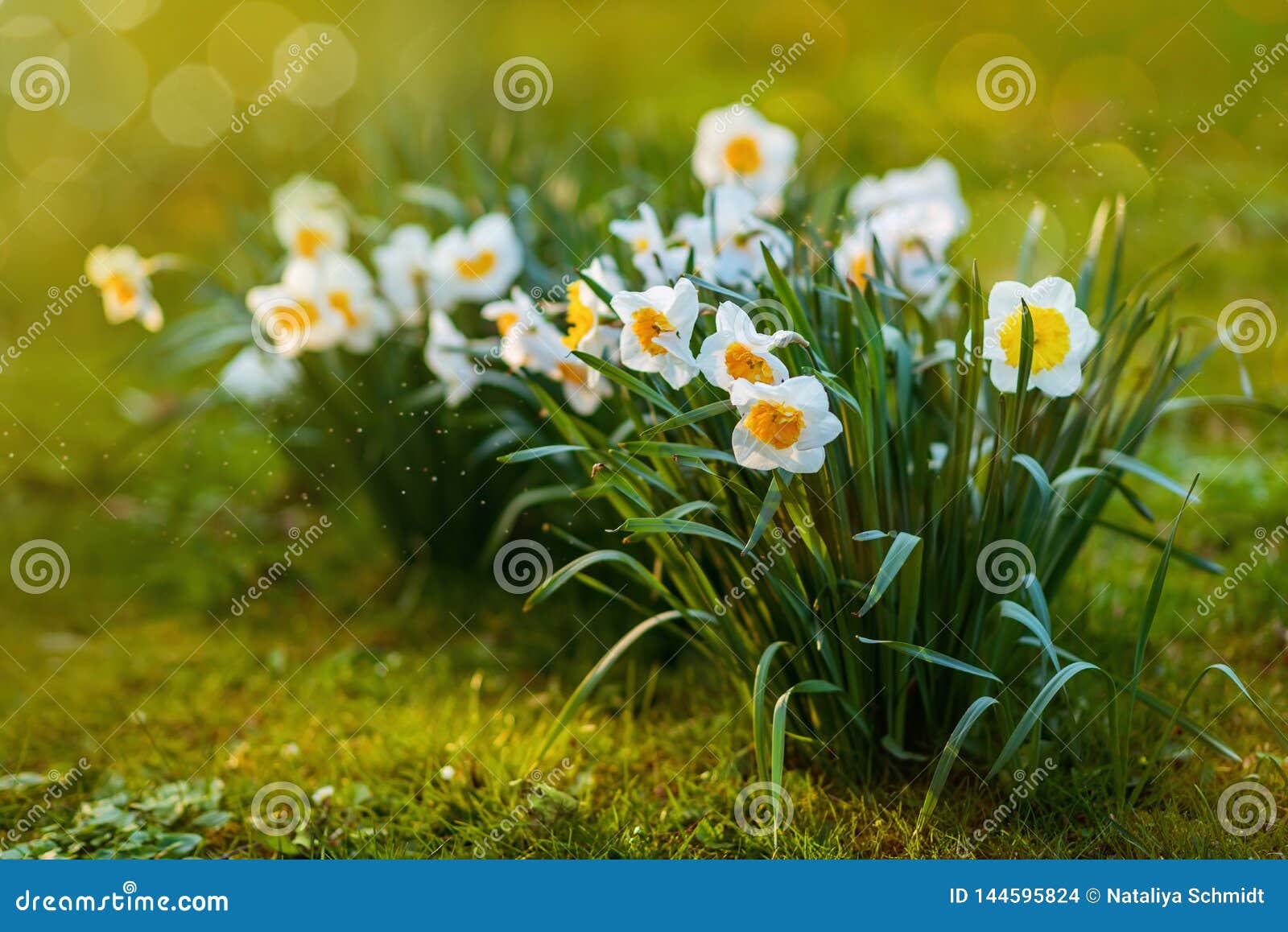 Spring Flowers. Daffodils. Blooming Daffodils in the Spring Glade Stock ...