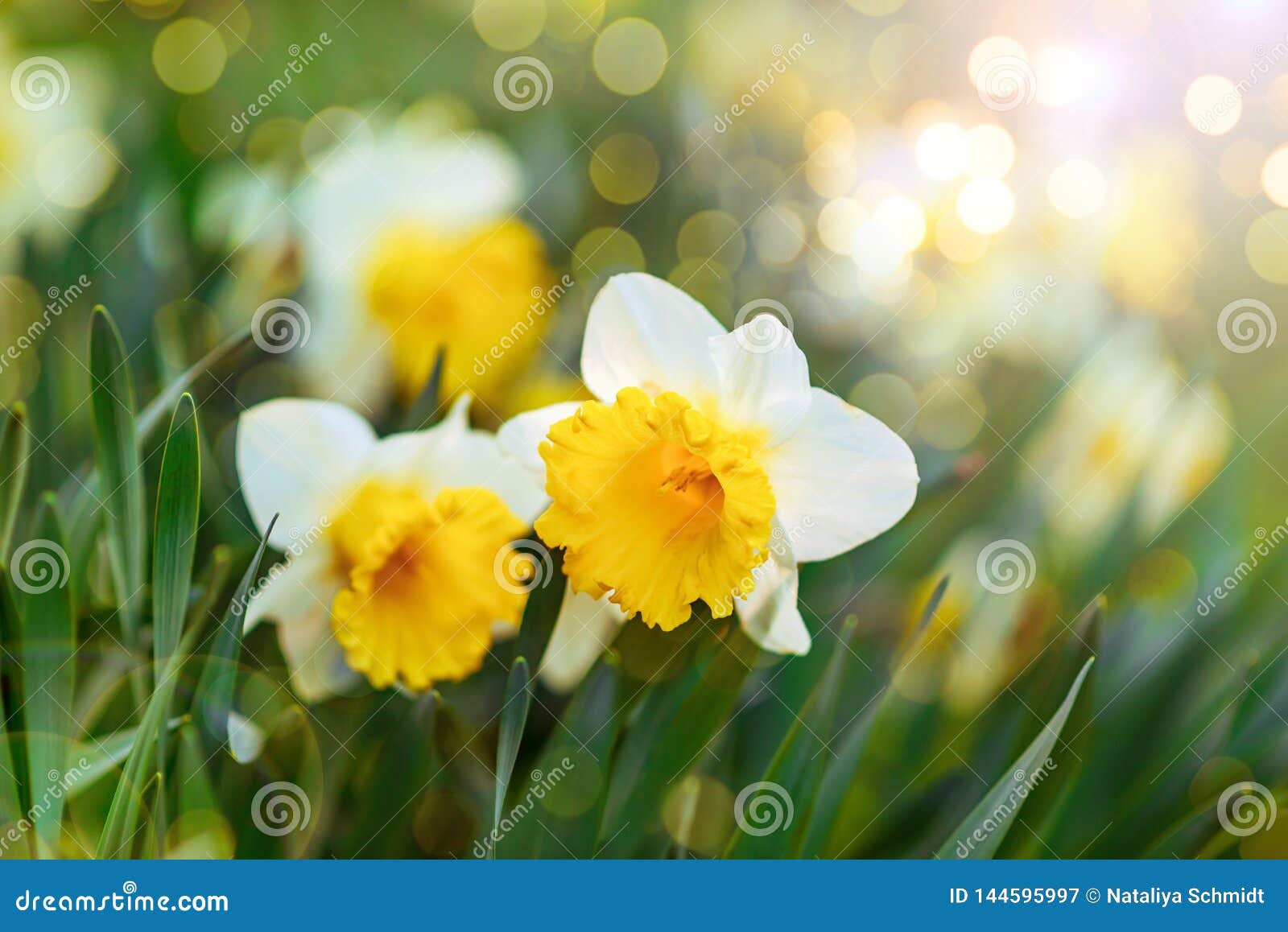 Spring Flowers. Daffodils. Blooming Daffodils in the Spring Glade Stock ...