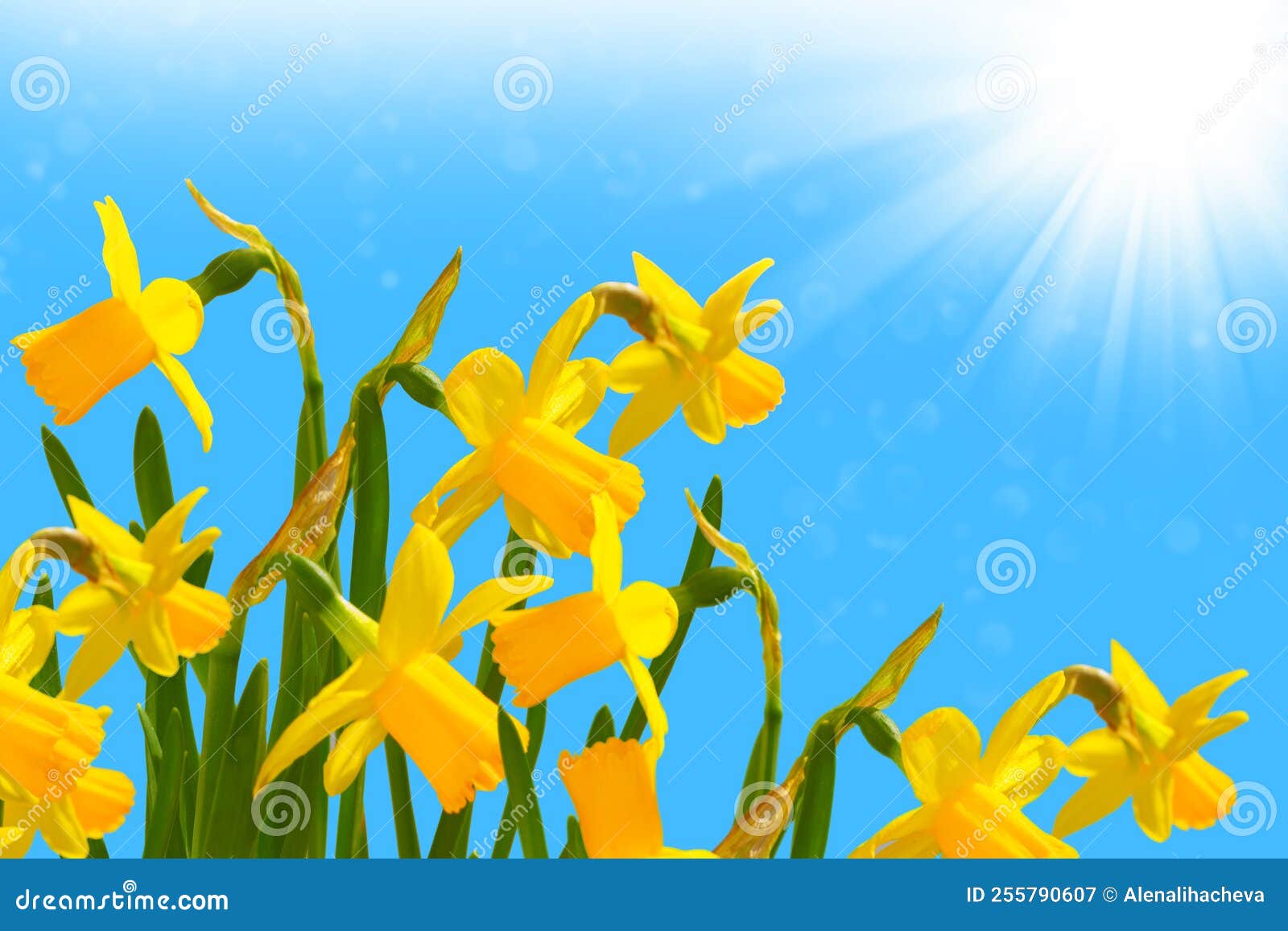 Spring Flowers of Daffodils. Bright and Colorful Flowers Stock Image ...